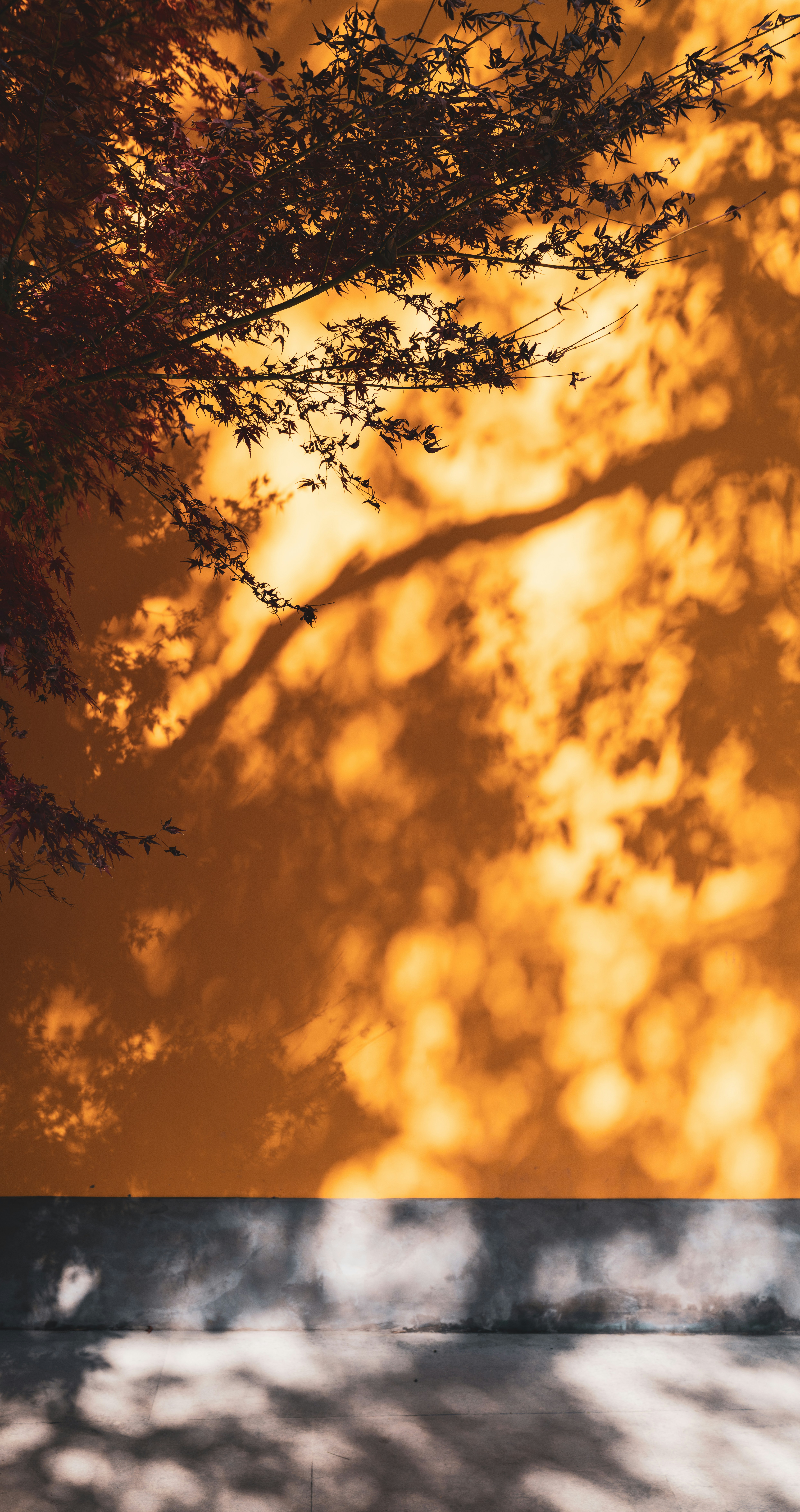 Orange Wall Echoes: Dappled Shadows in Autumn Light