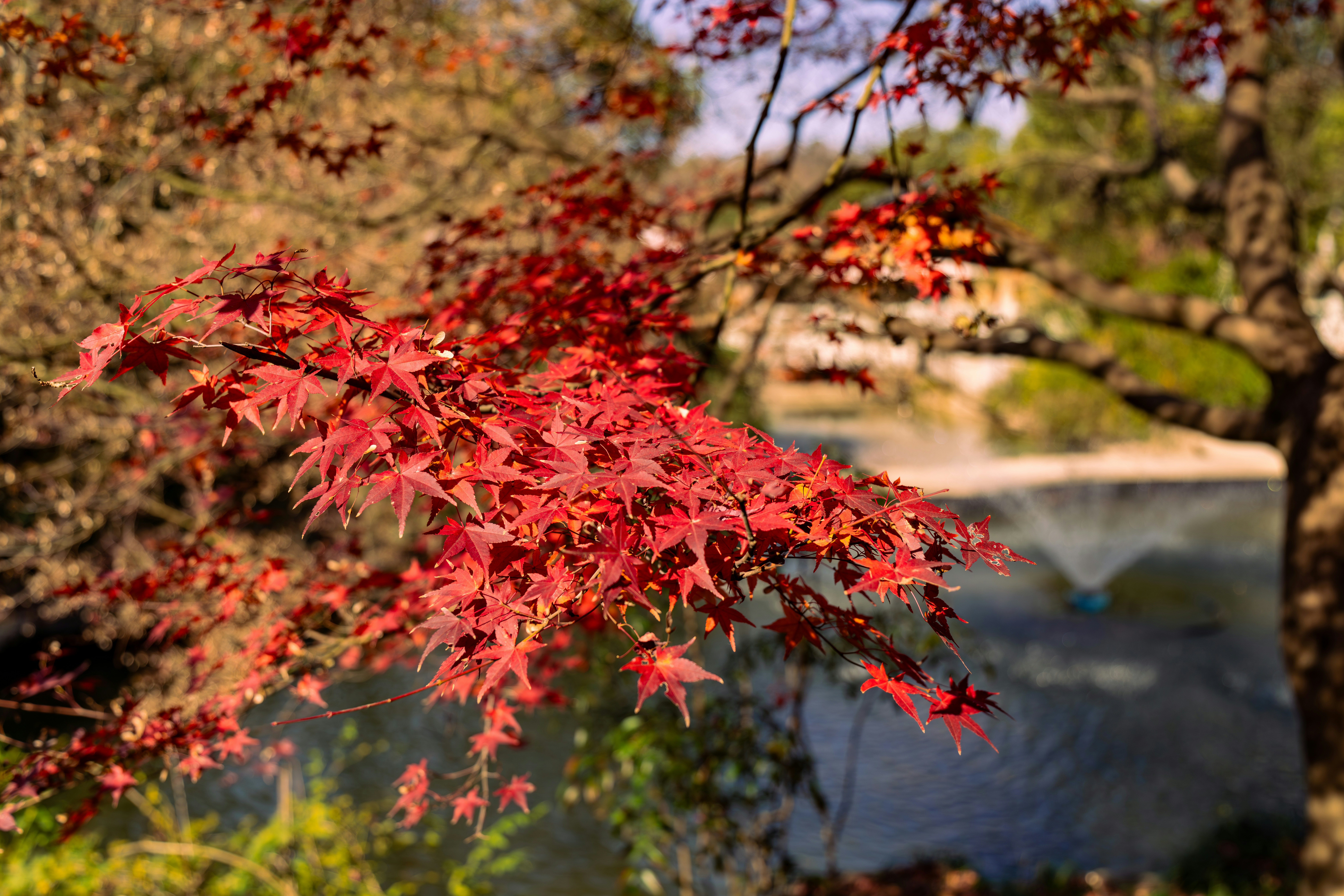 Crimson Maple in Quiet Riverside Glow