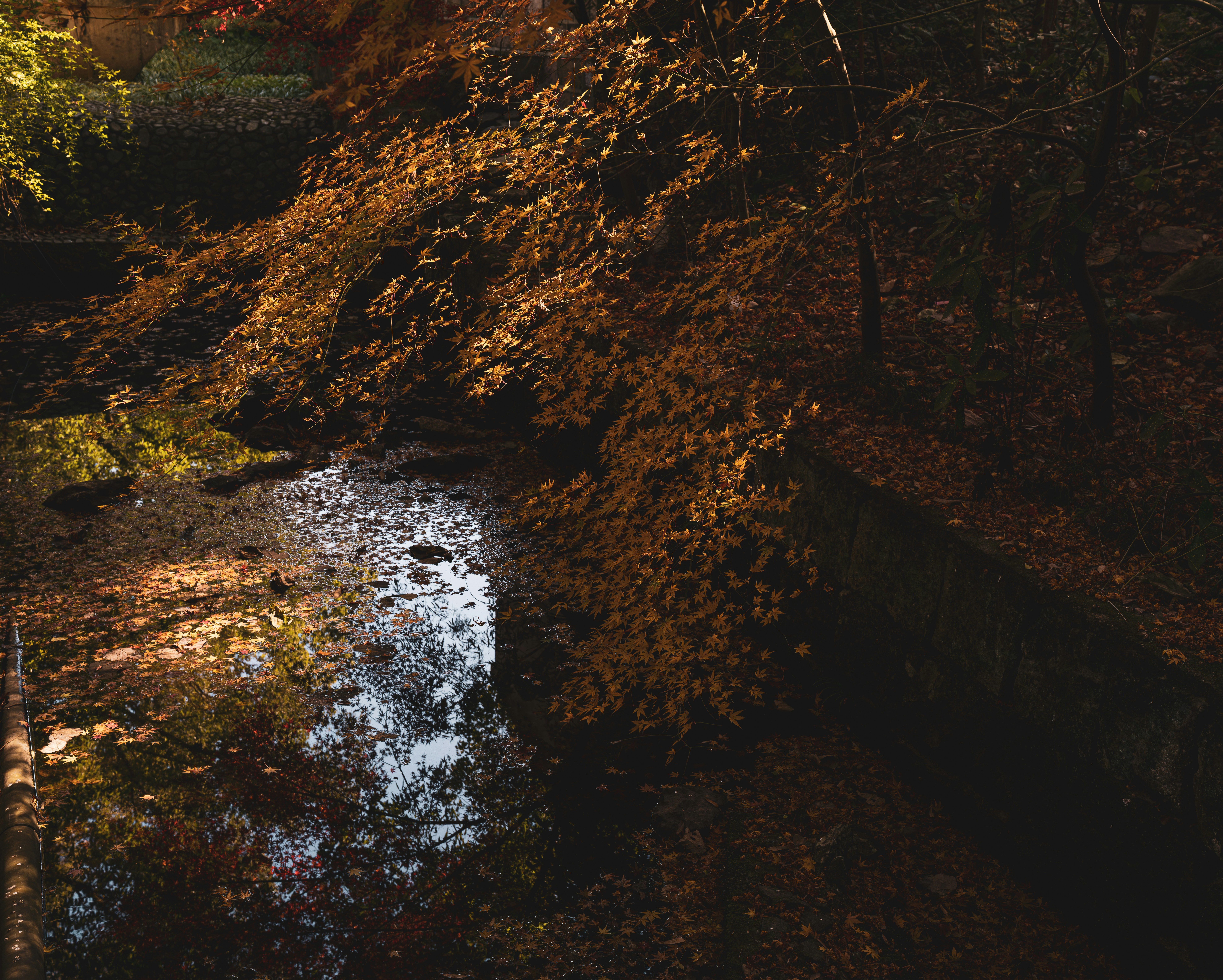 Autumn Reflections Beneath the Canopy
