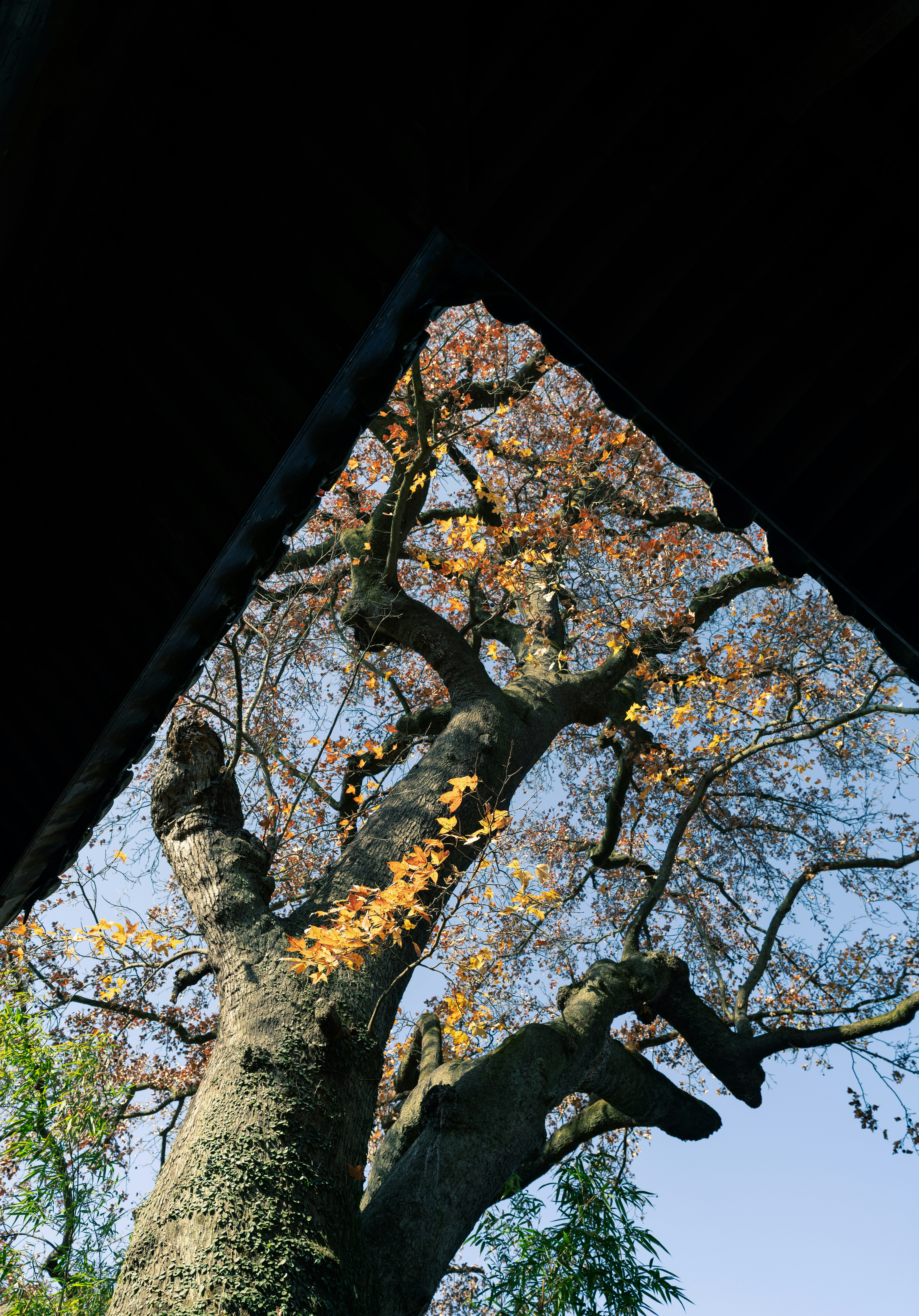 Tree Crown Reaching Toward a Dark Eave