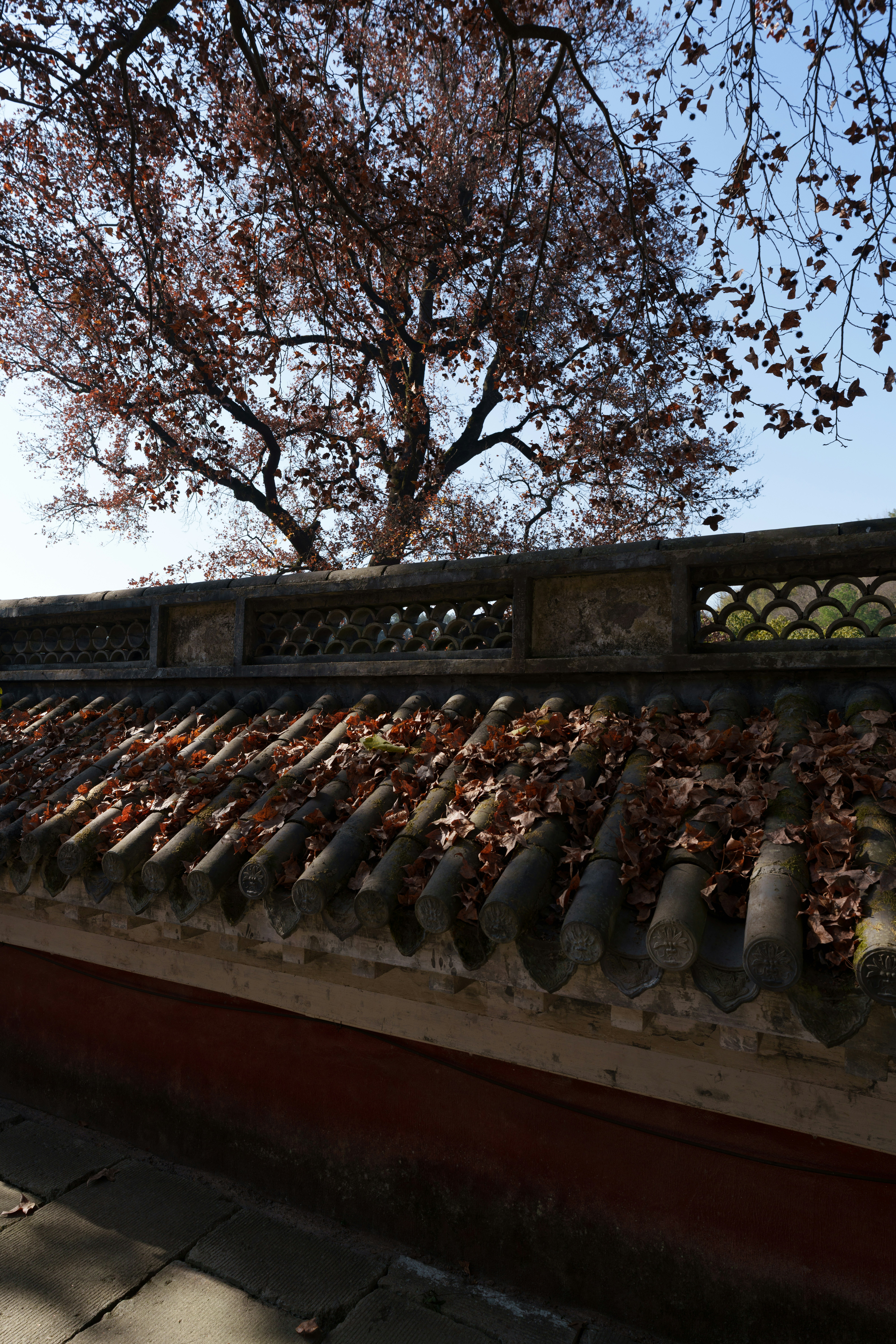 Autumn Leaf Choir Over a Weathered Wall