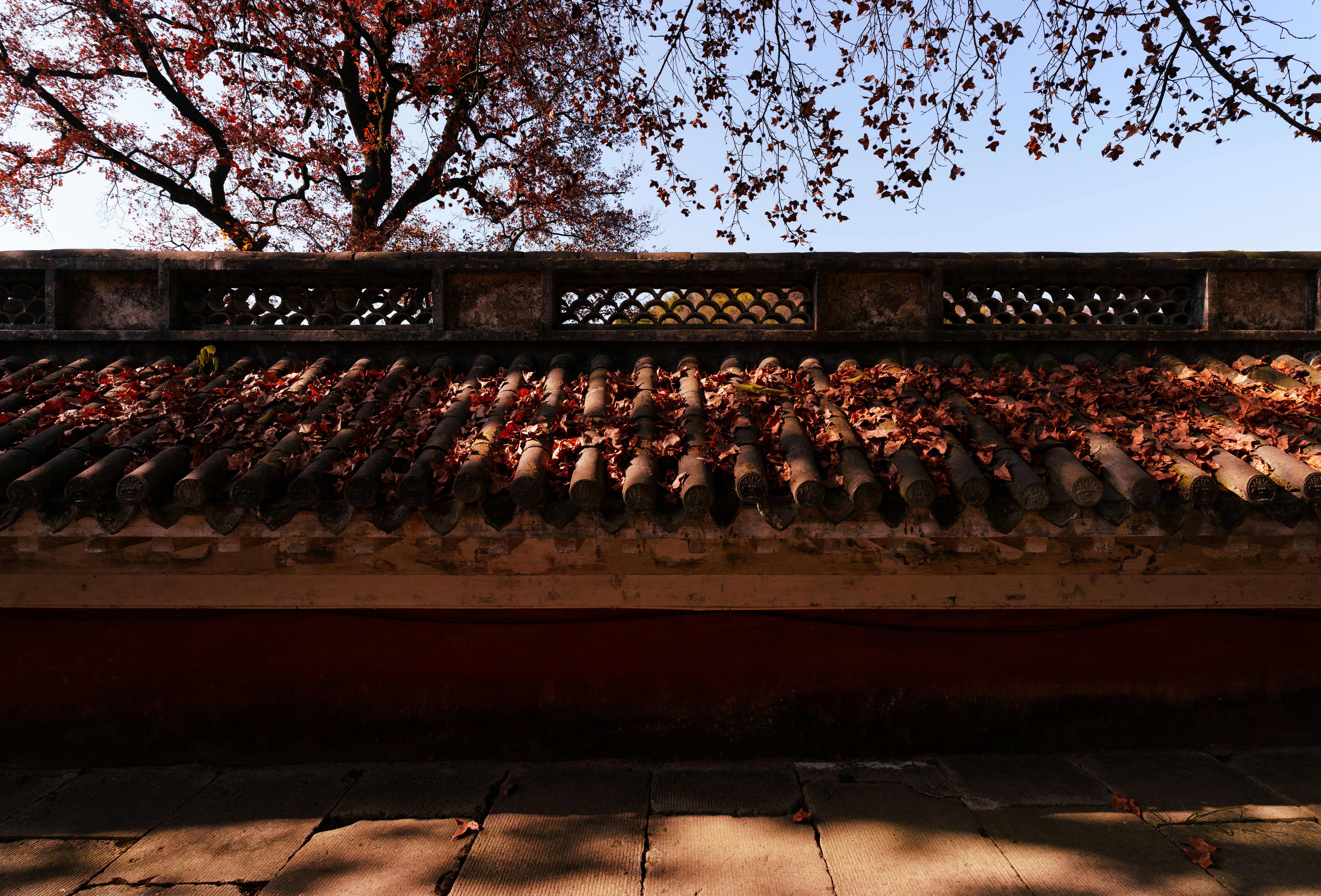 Photo by Declan Sun with Sony Alpha 7R V