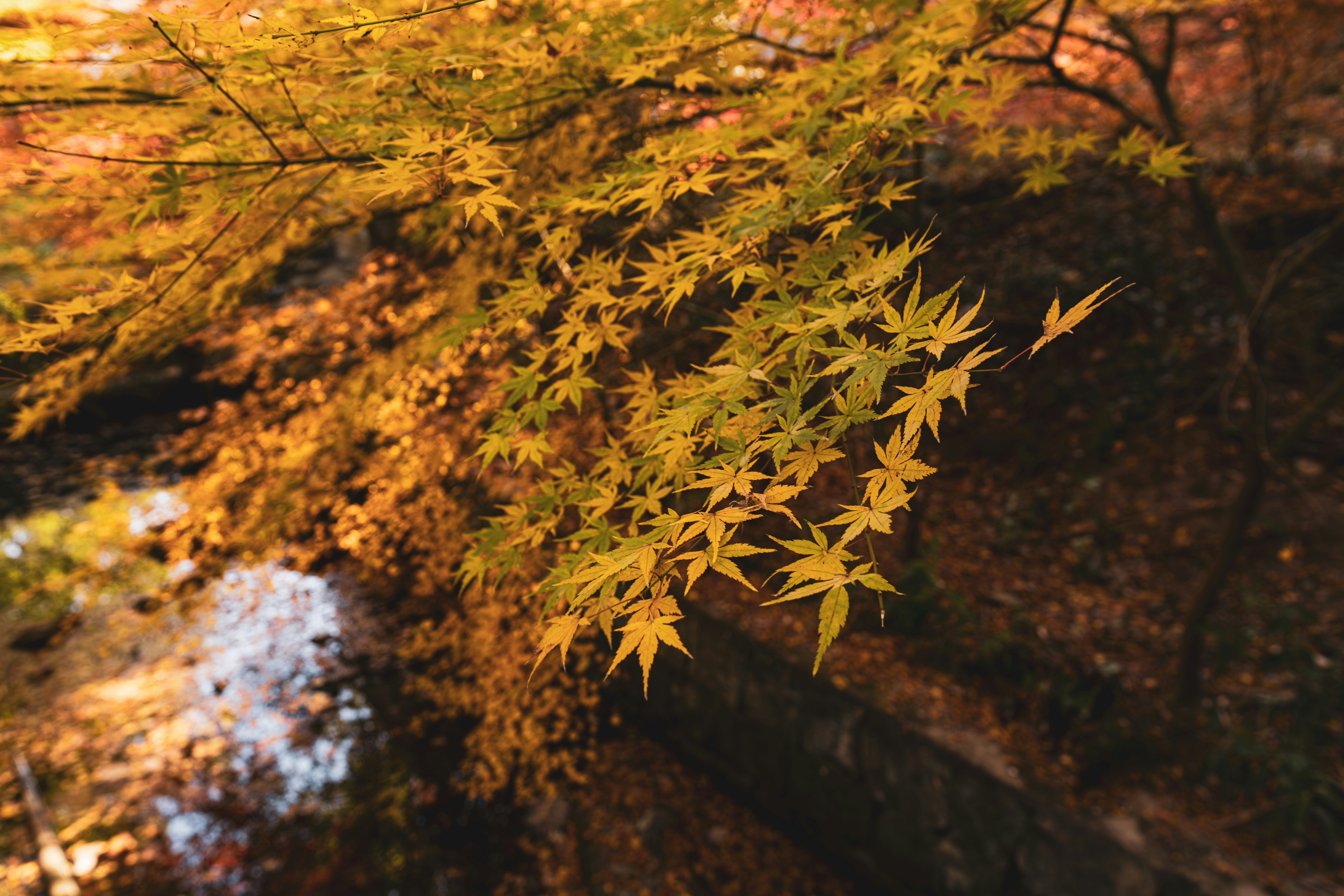 Golden Maple Foliage Framing a Quiet Waterway