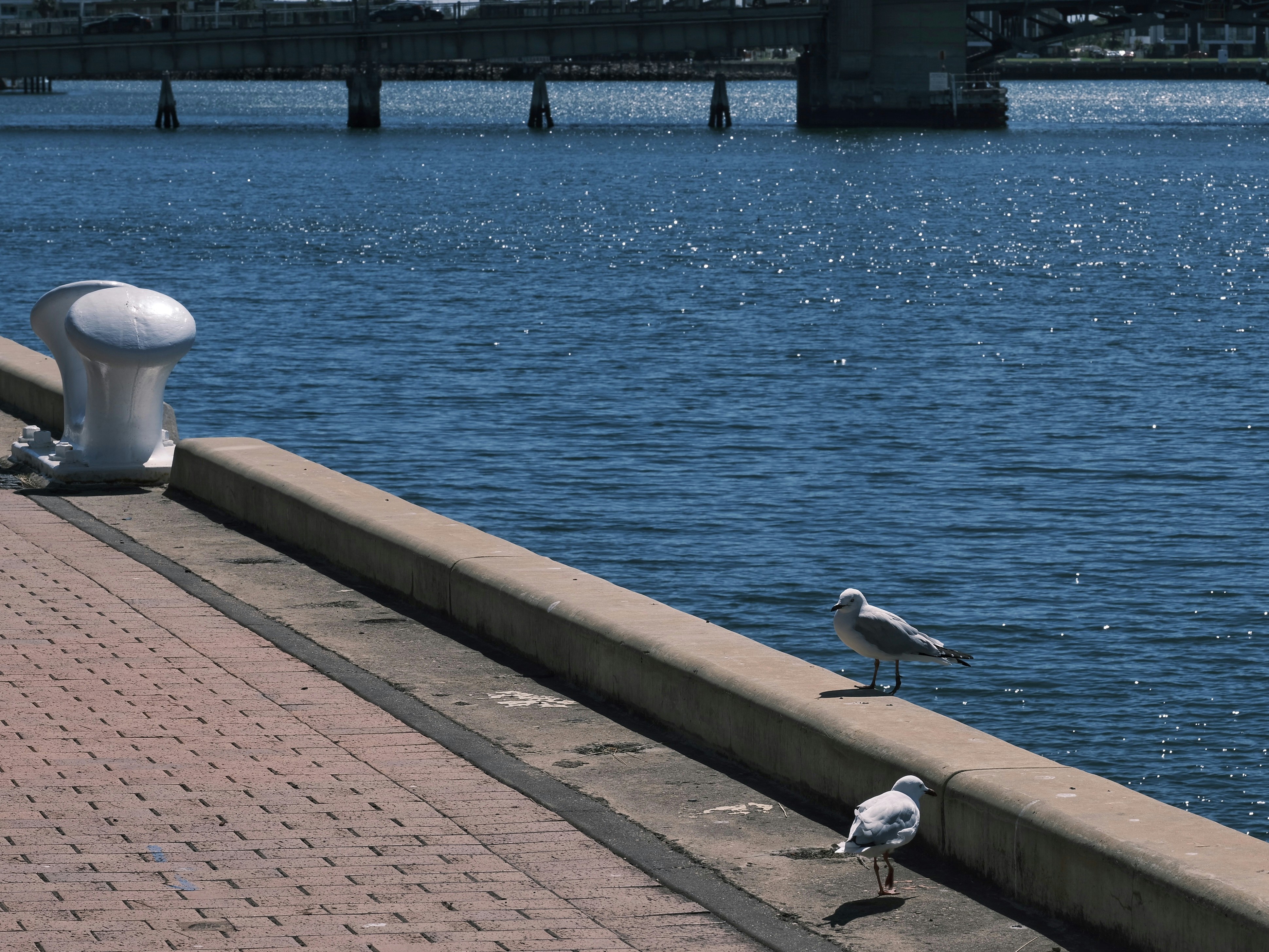 Two Seabirds Quietly Guard the Dusk-Blue Quay