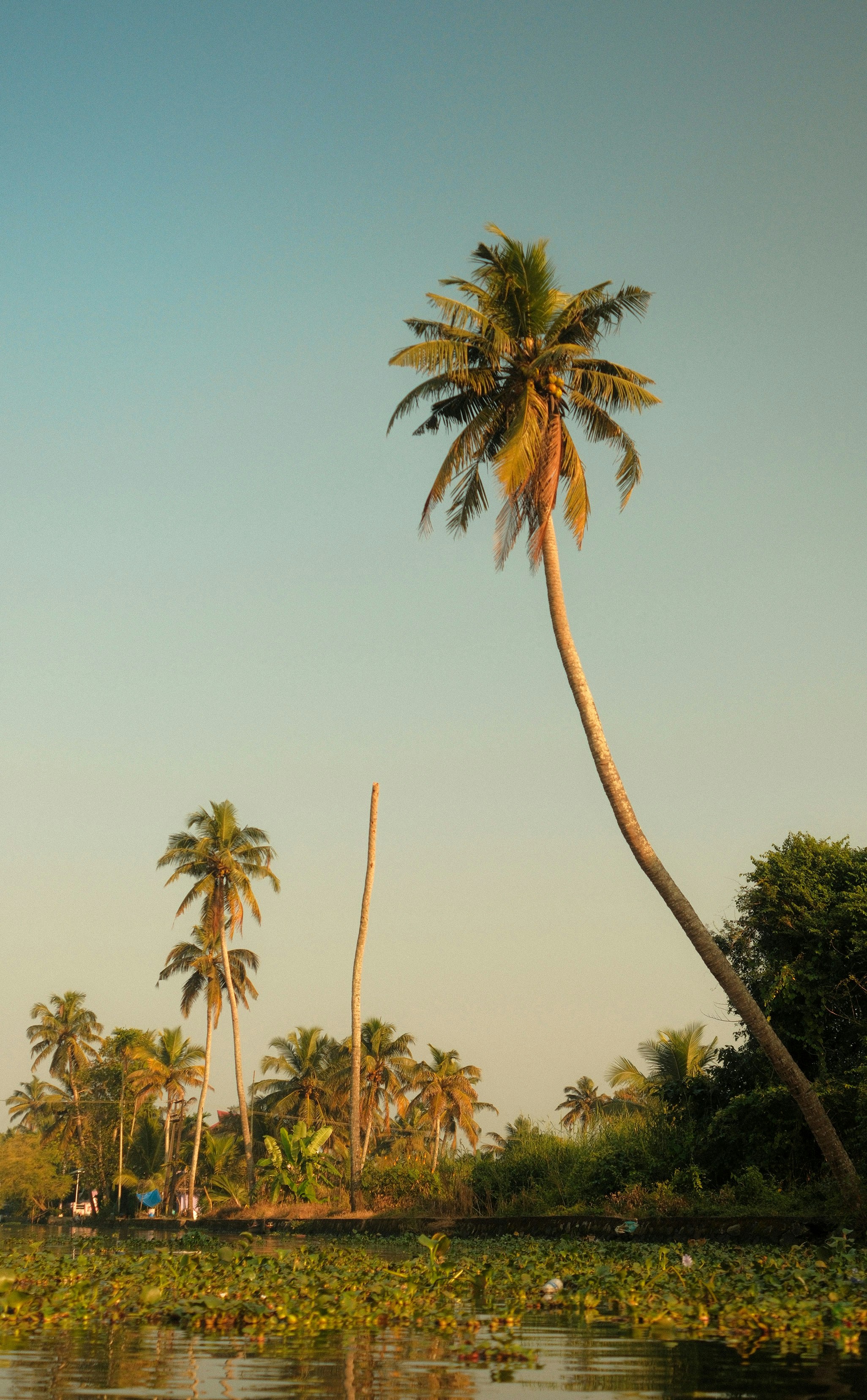 Palm trees line a calm river with lush green foliage. photo – Free ...