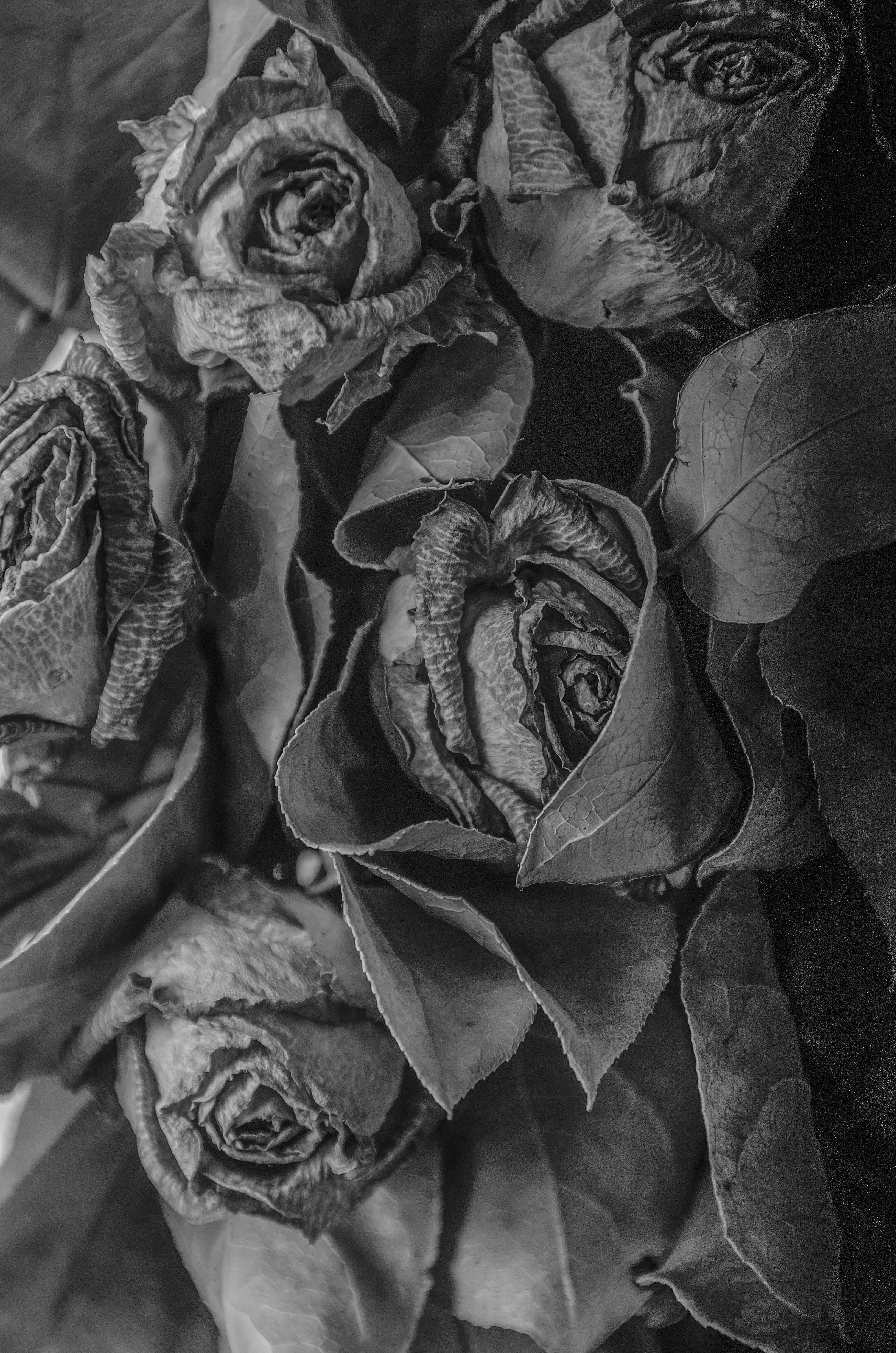 Withered Roses in Quiet Monochrome