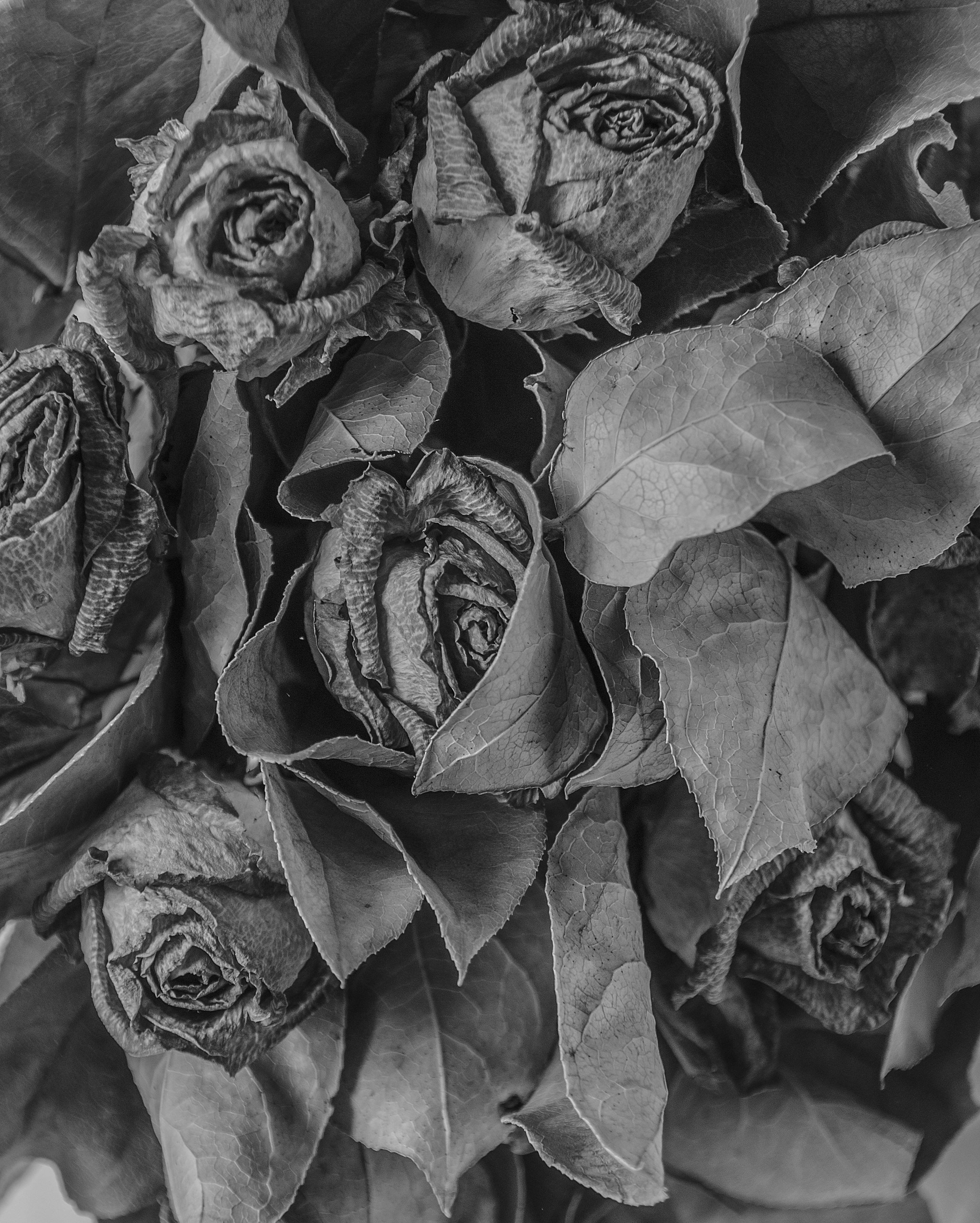 Withered roses in monochrome: a quiet bouquet of time
