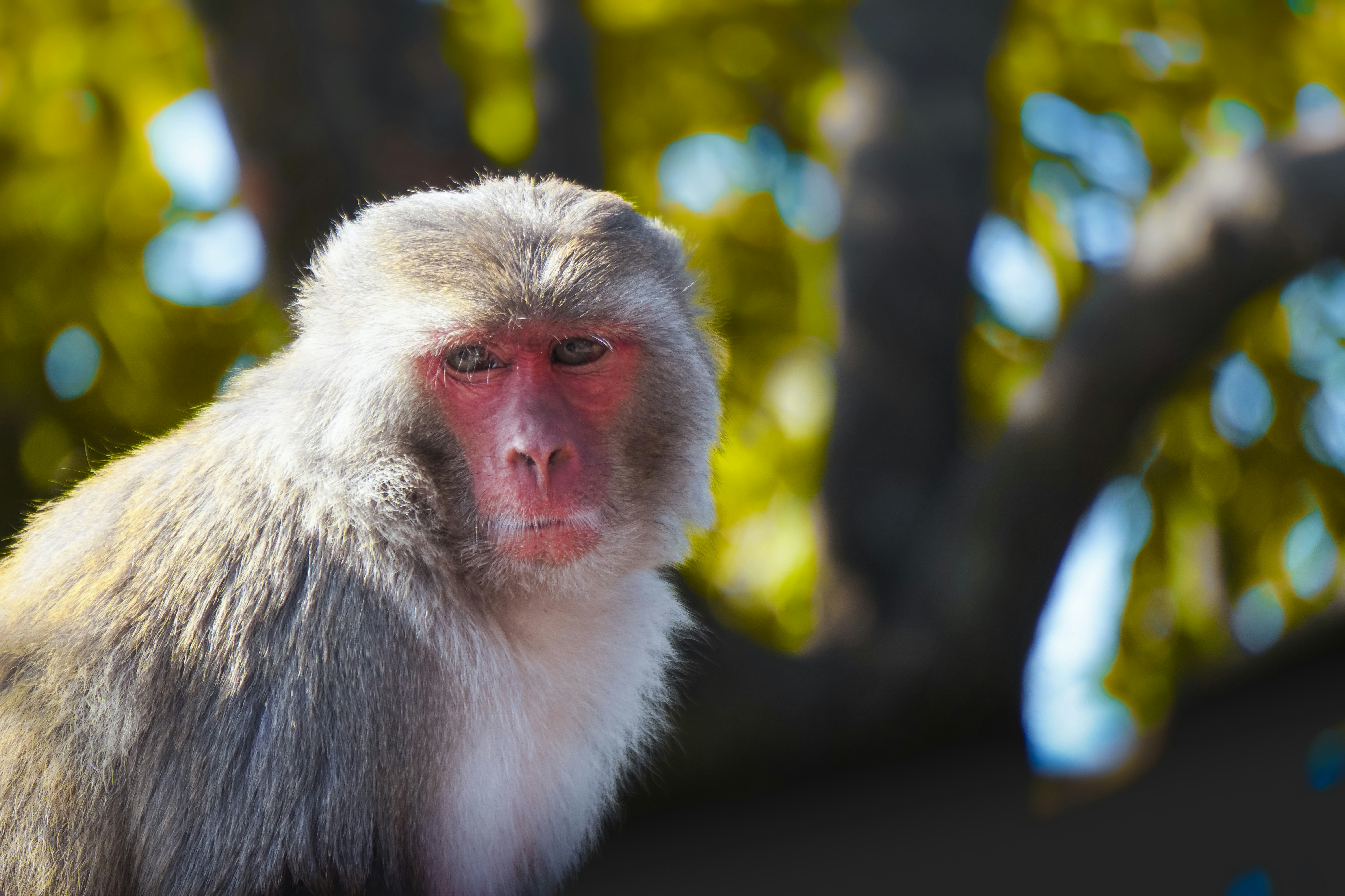 Photo by Ashish Kushwaha with Sony Alpha 6100