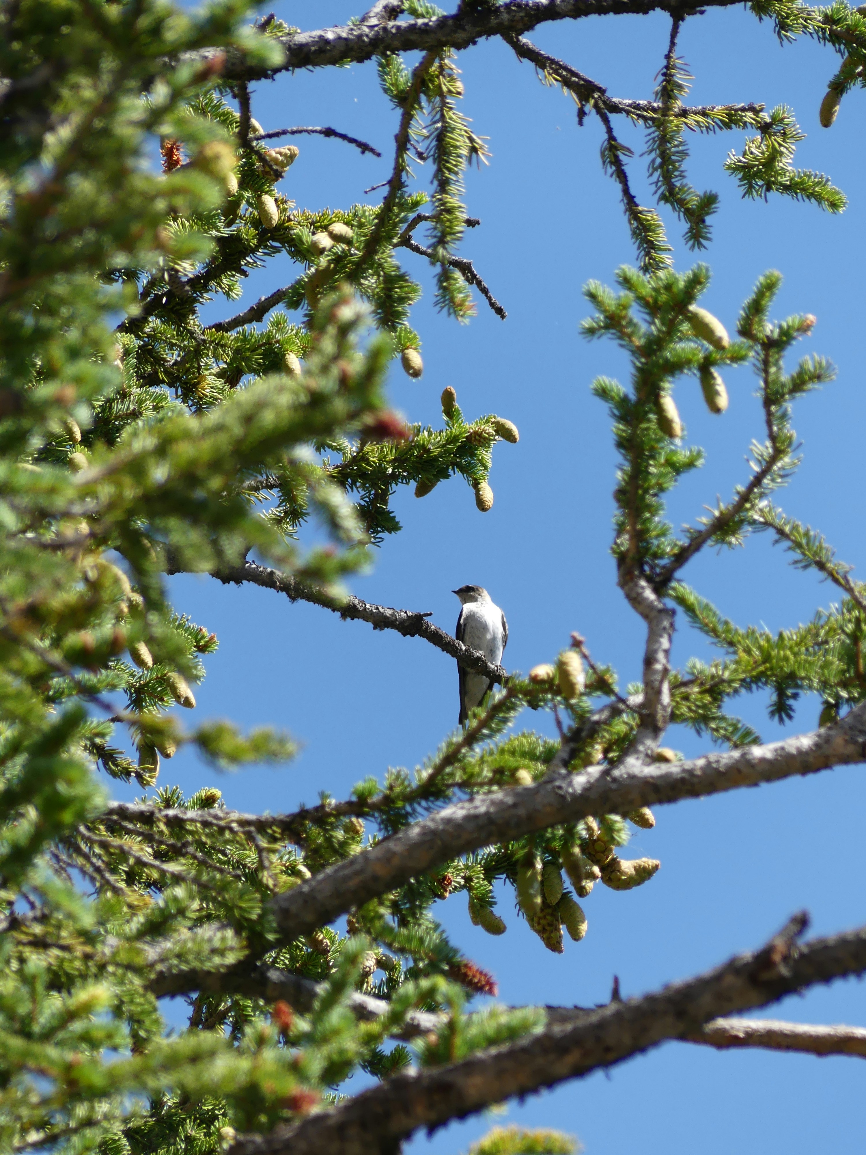 Azure Sky Sentinel: A Small Bird Adrift Among Pine Cones