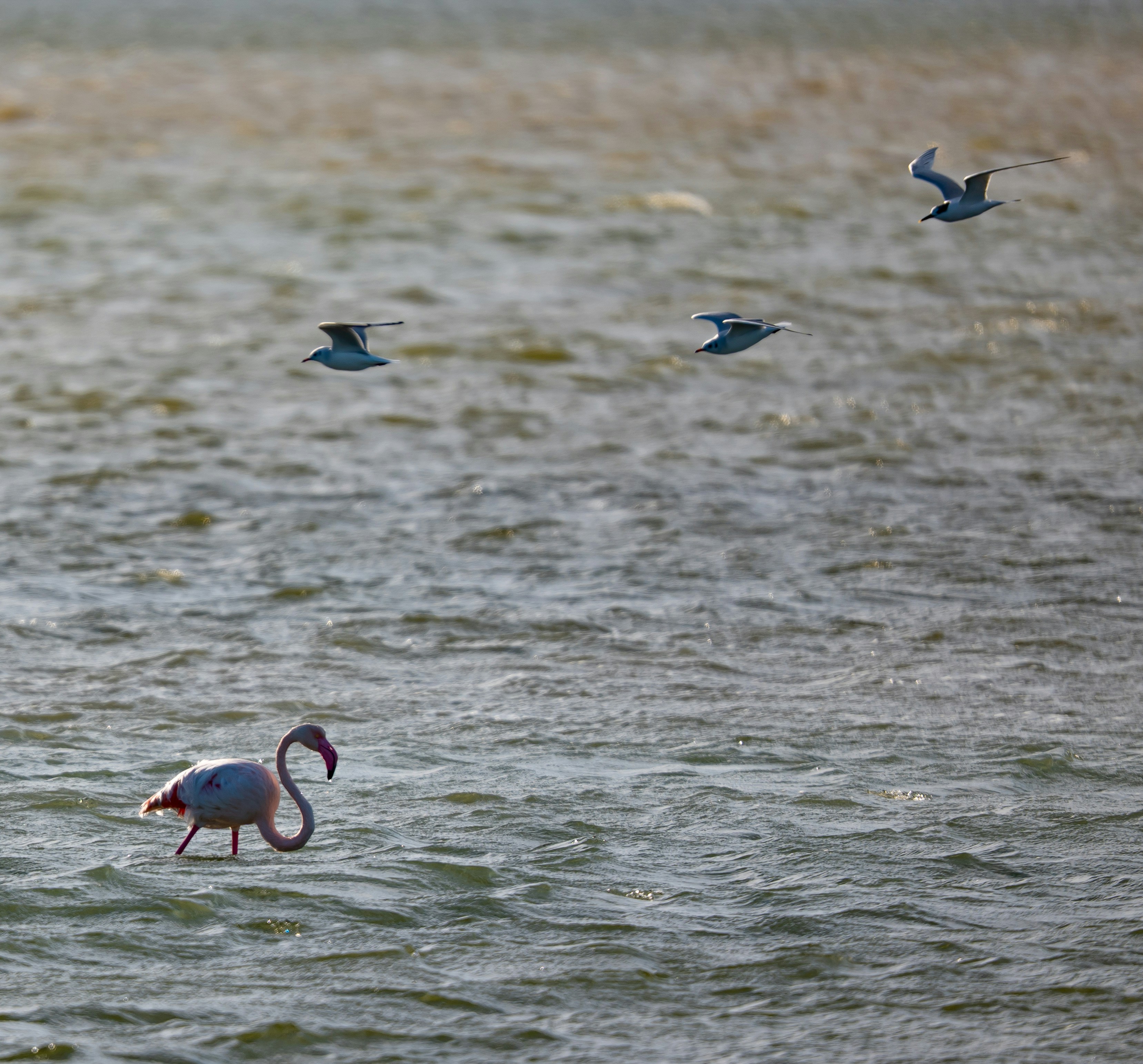 Low Tide, Lone Flamingo: A Pink Silhouette in Rippling Shallows