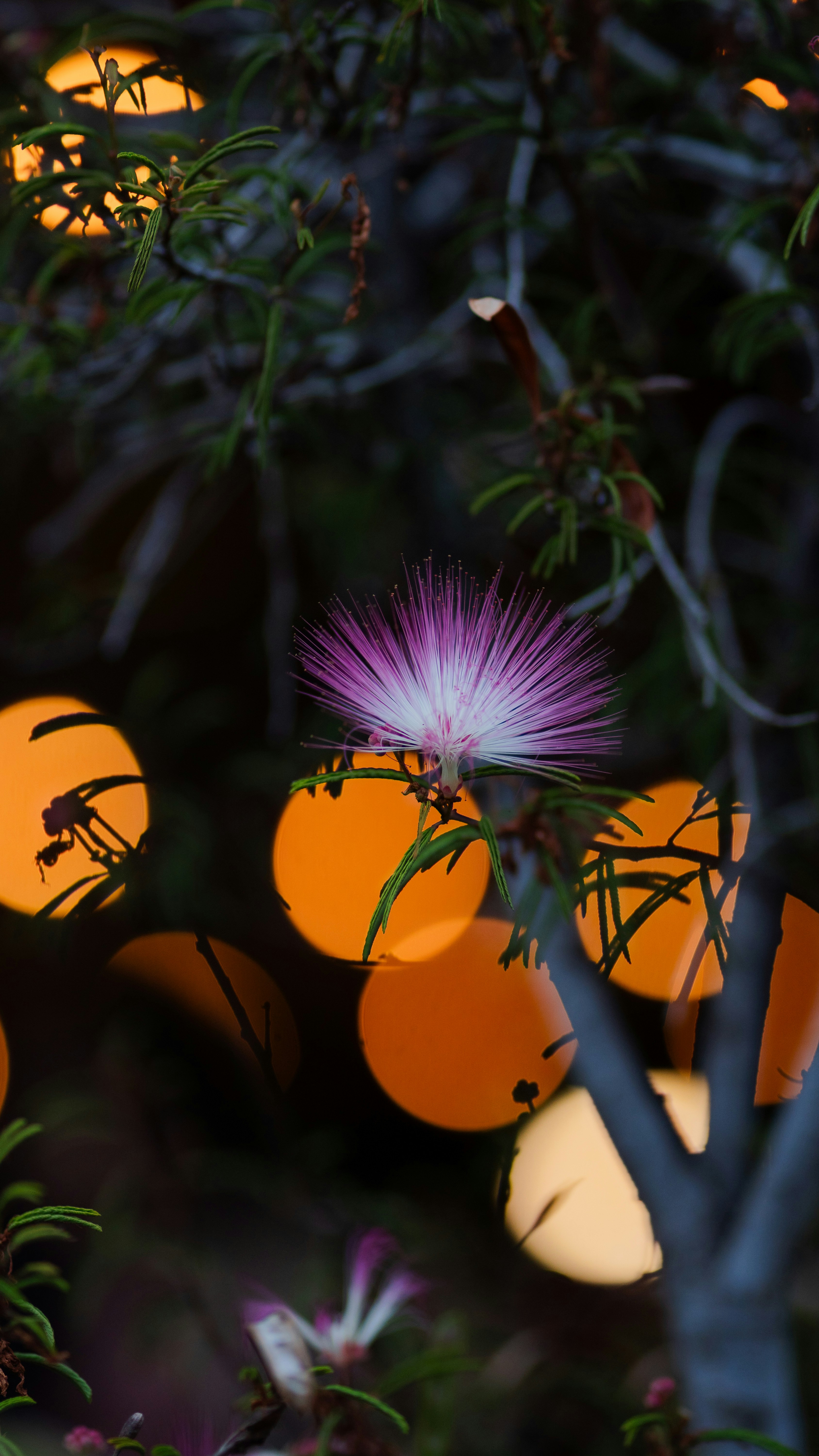 Purple Bloom on a Lantern Night