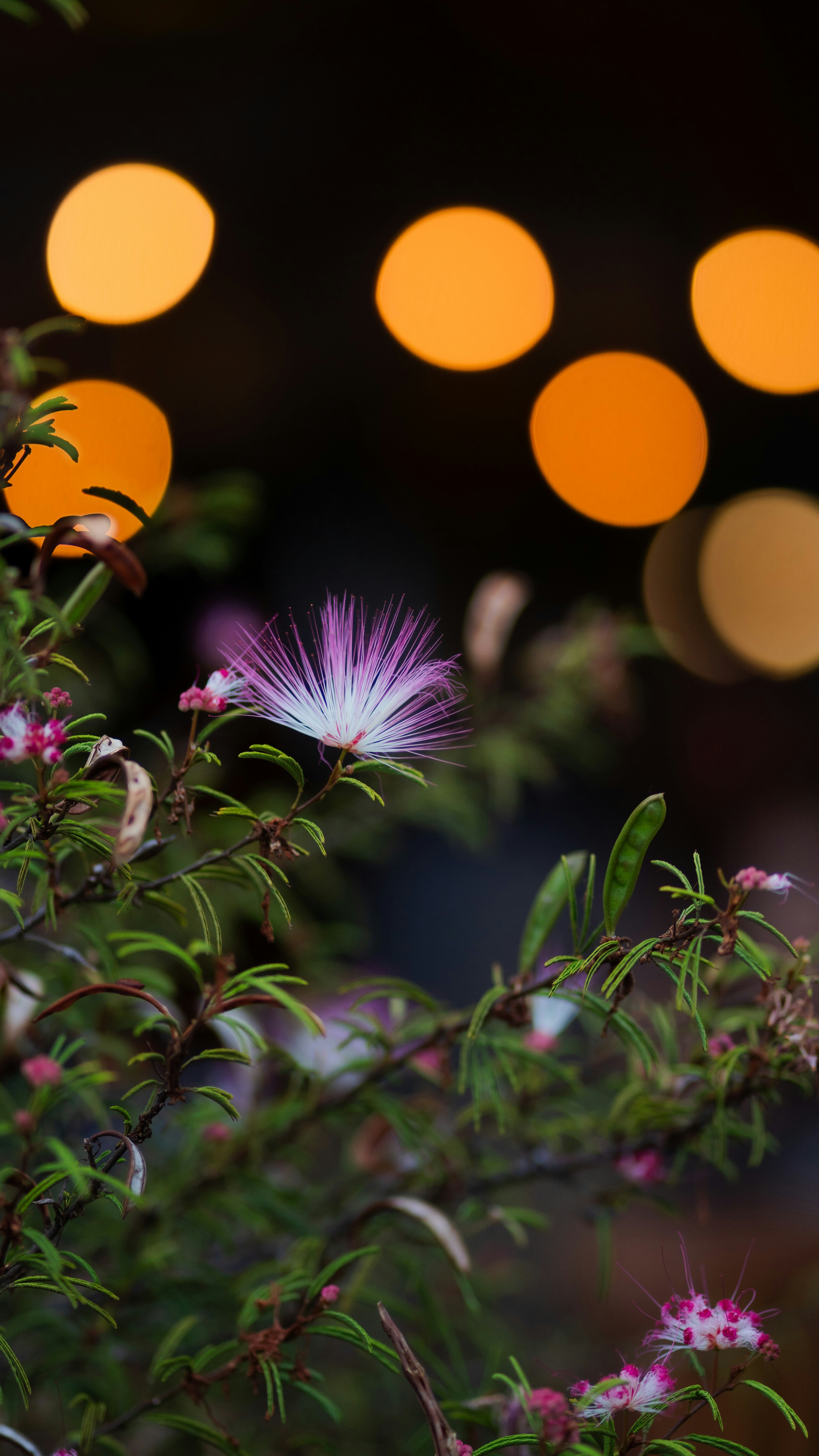 Petals in Focus as City Lights Blur