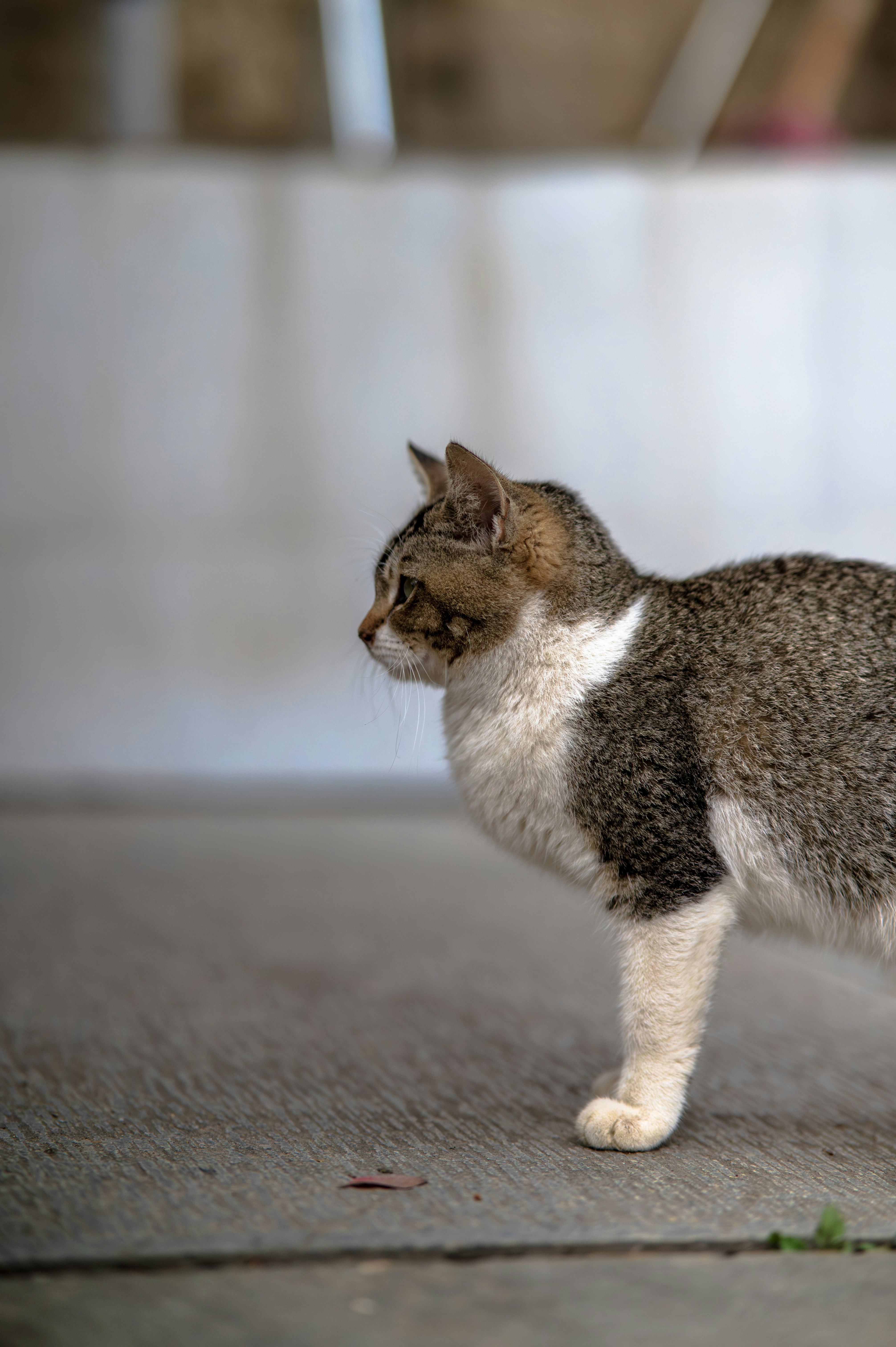Cat Standing Pictures | Download Free Images on Unsplash