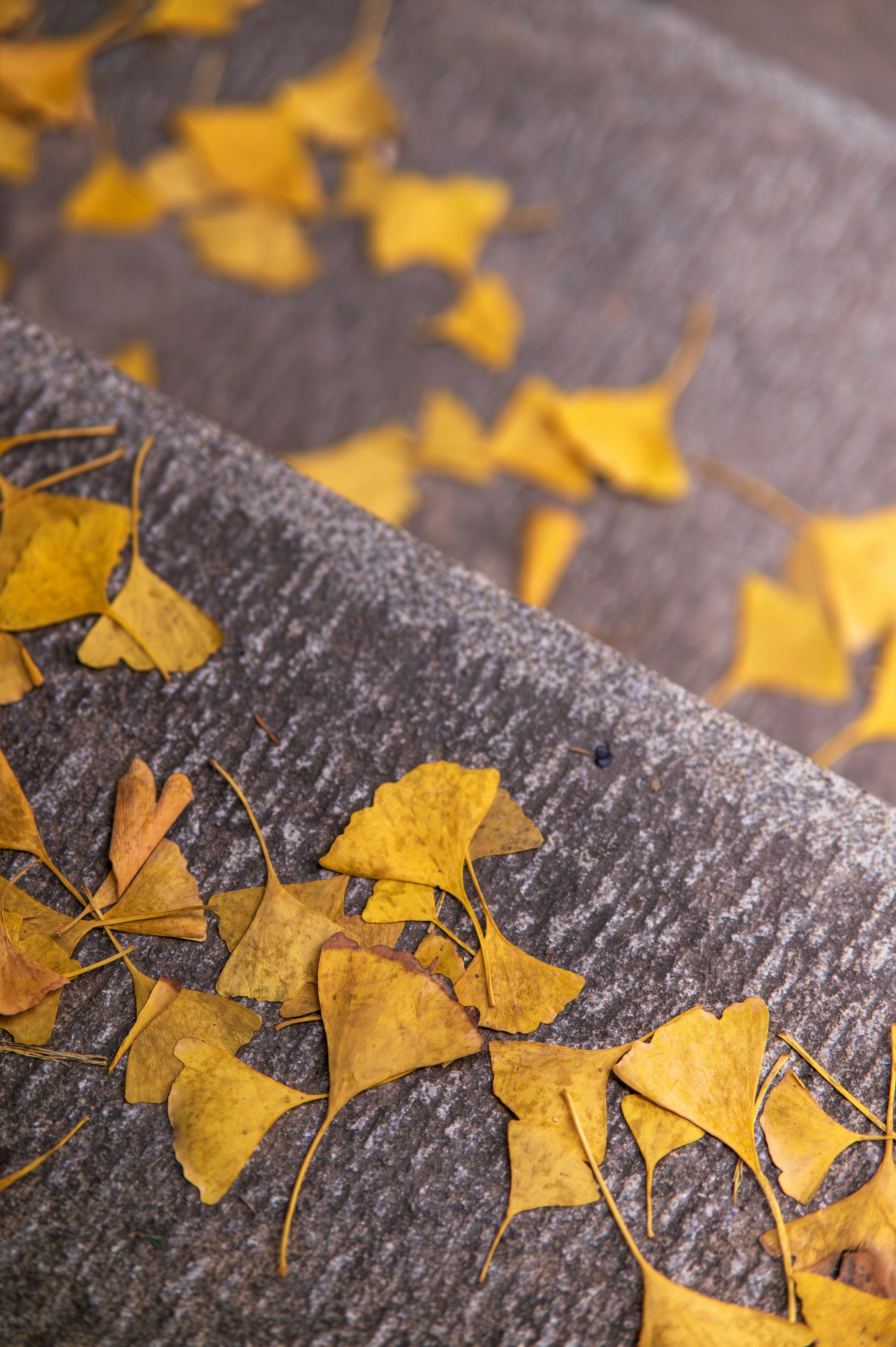 Autumn Steps: Golden Leaves Resting on a Textured Stair