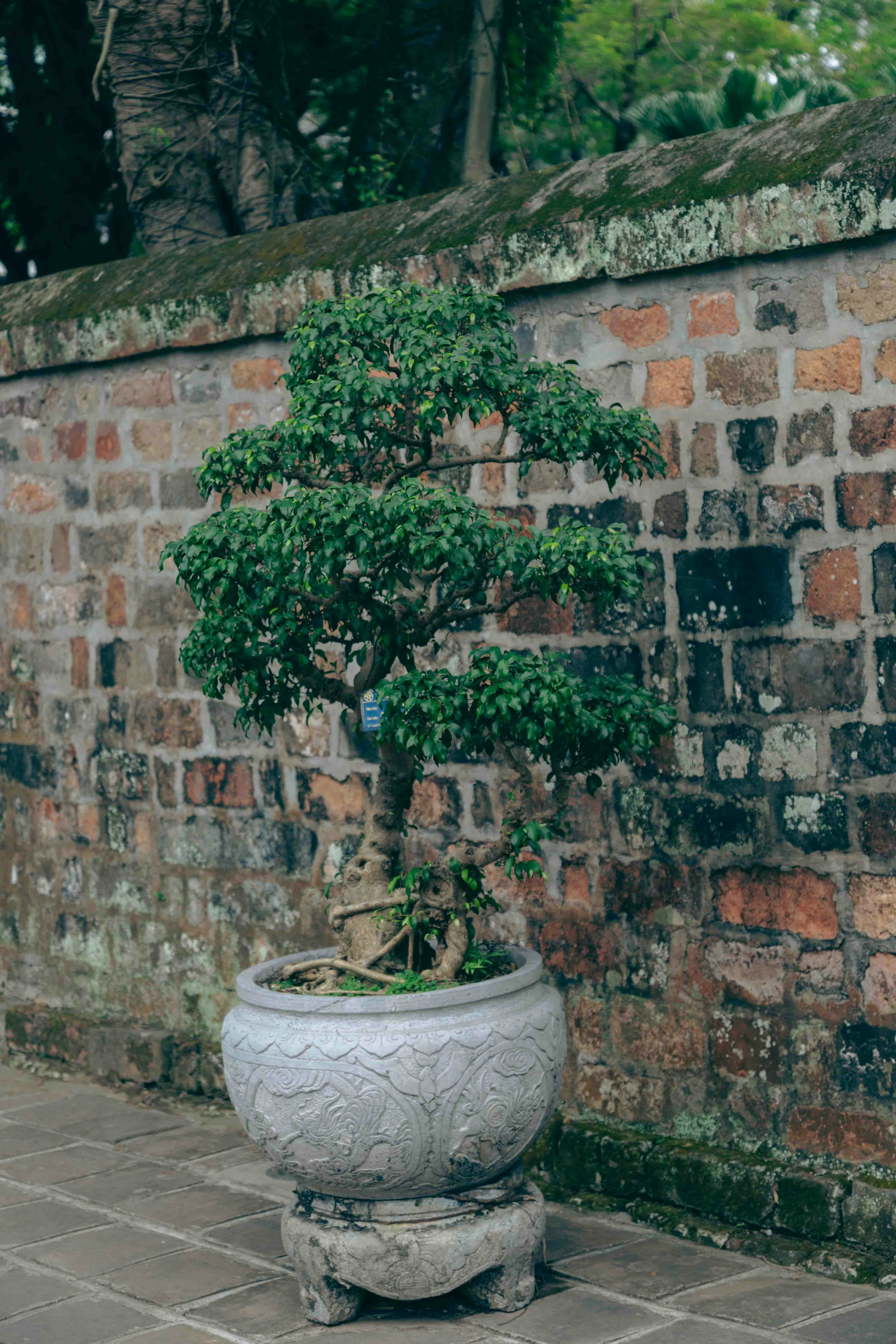 A Serene Pruned Palette: Bonsai in a Weathered Courtyard