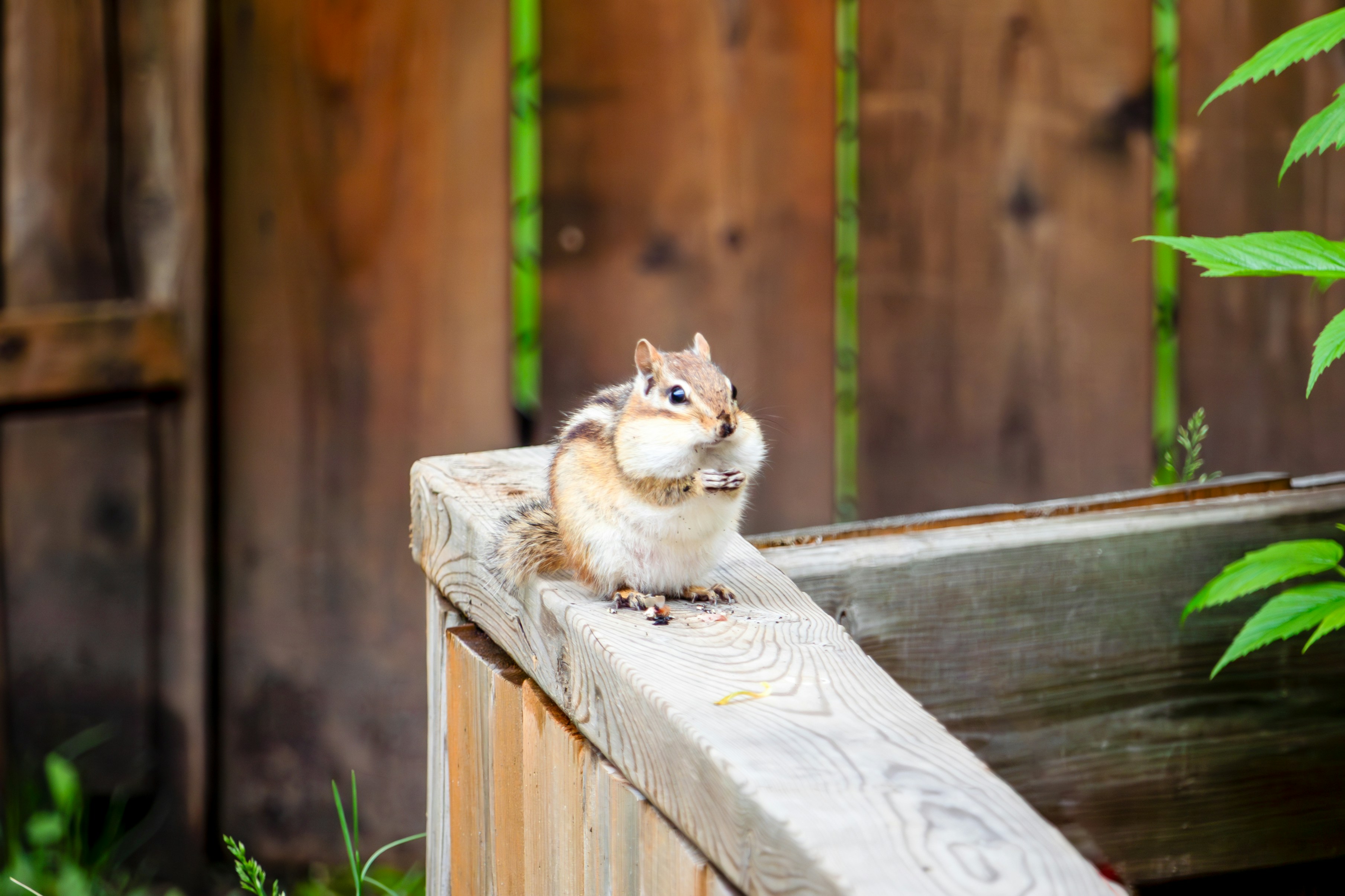 A chipmunk with full cheeks sits on a wooden railing. photo – Free ...
