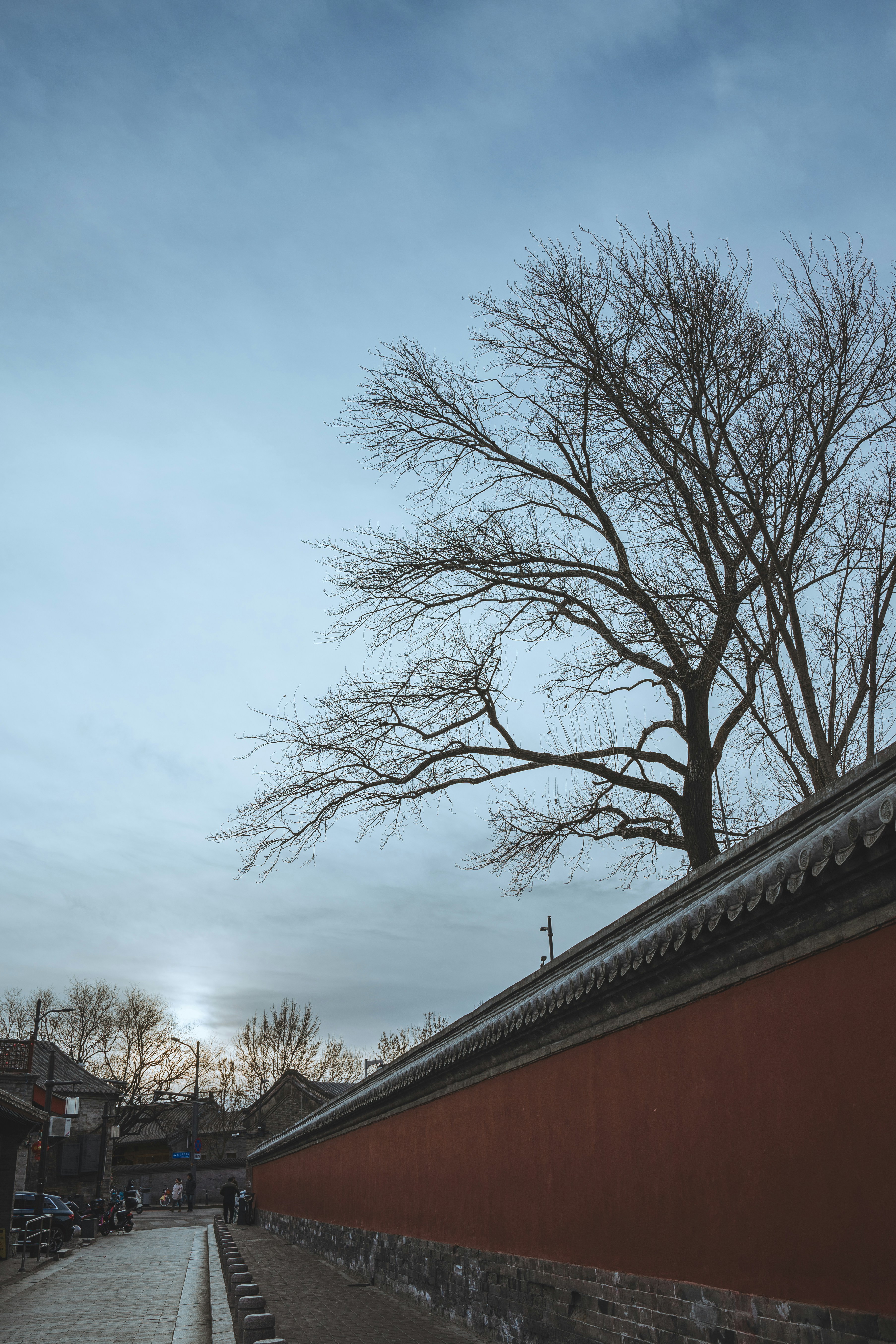 Ancient Wall and Bare Tree Framing a Quiet Street