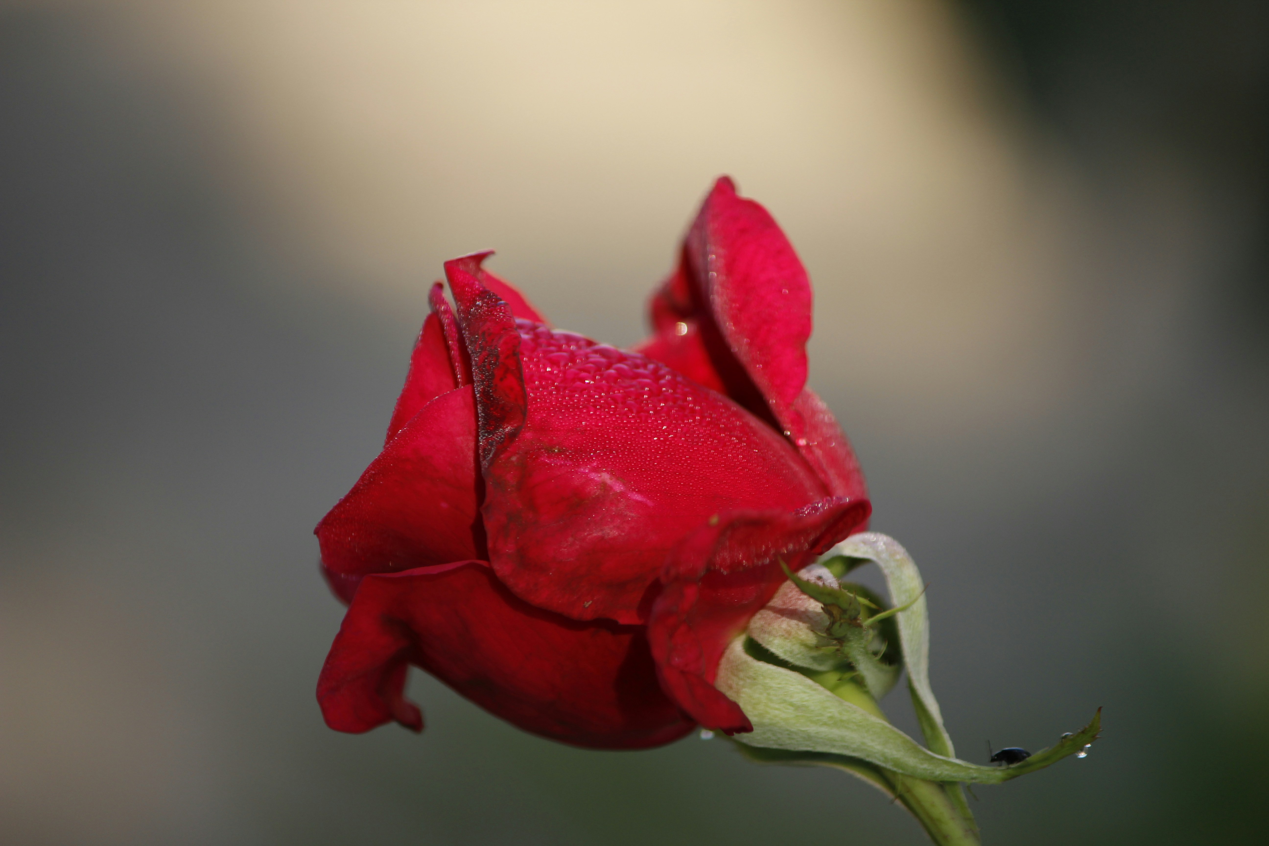 Red rose , rmisty rose, droplets on rose ,only a rose, rose closeup