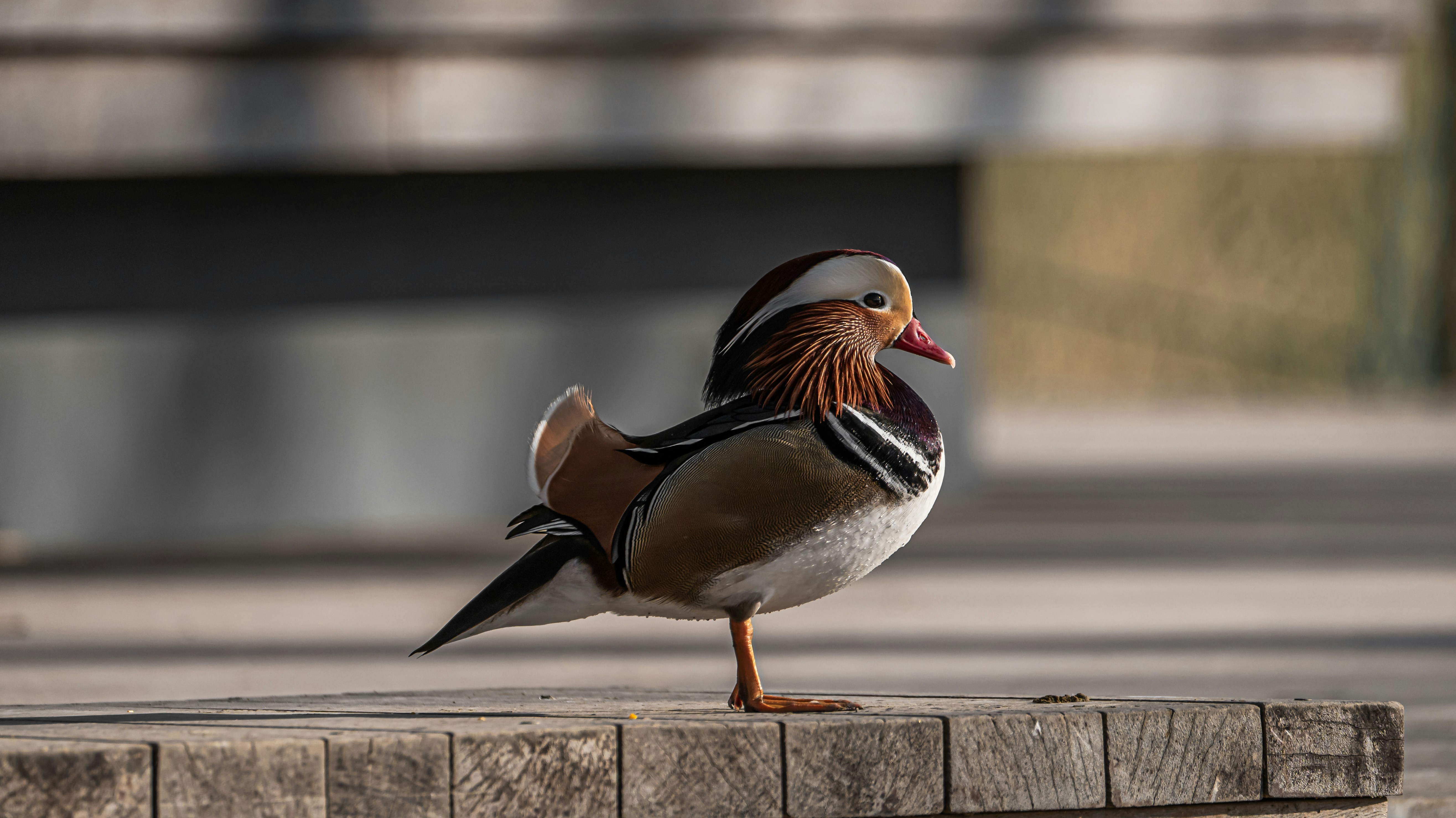 A Mandarin in Focus: Portrait of a Mandarin Duck on Sunlit Plank