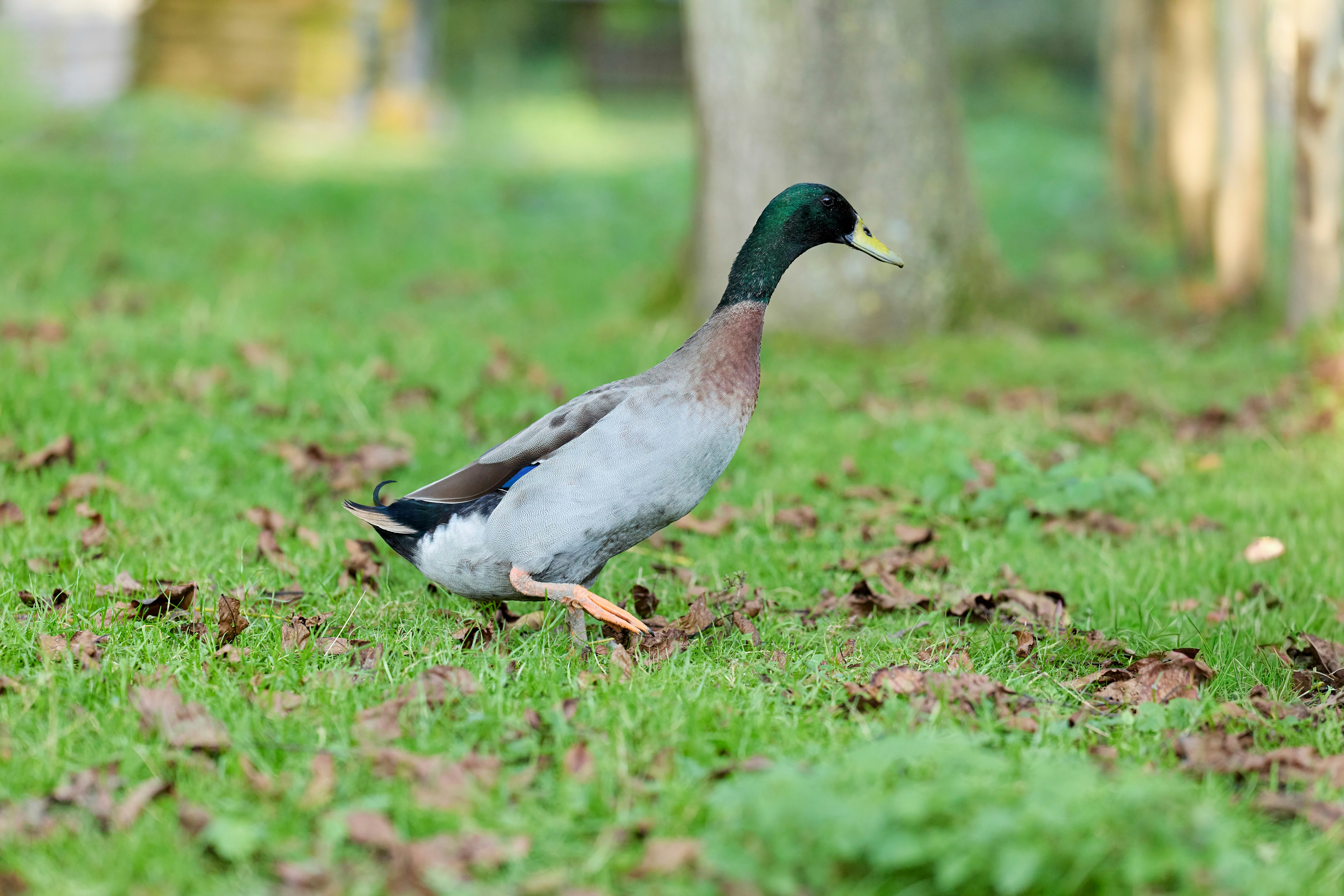 A Mallard on Patchwork Grass