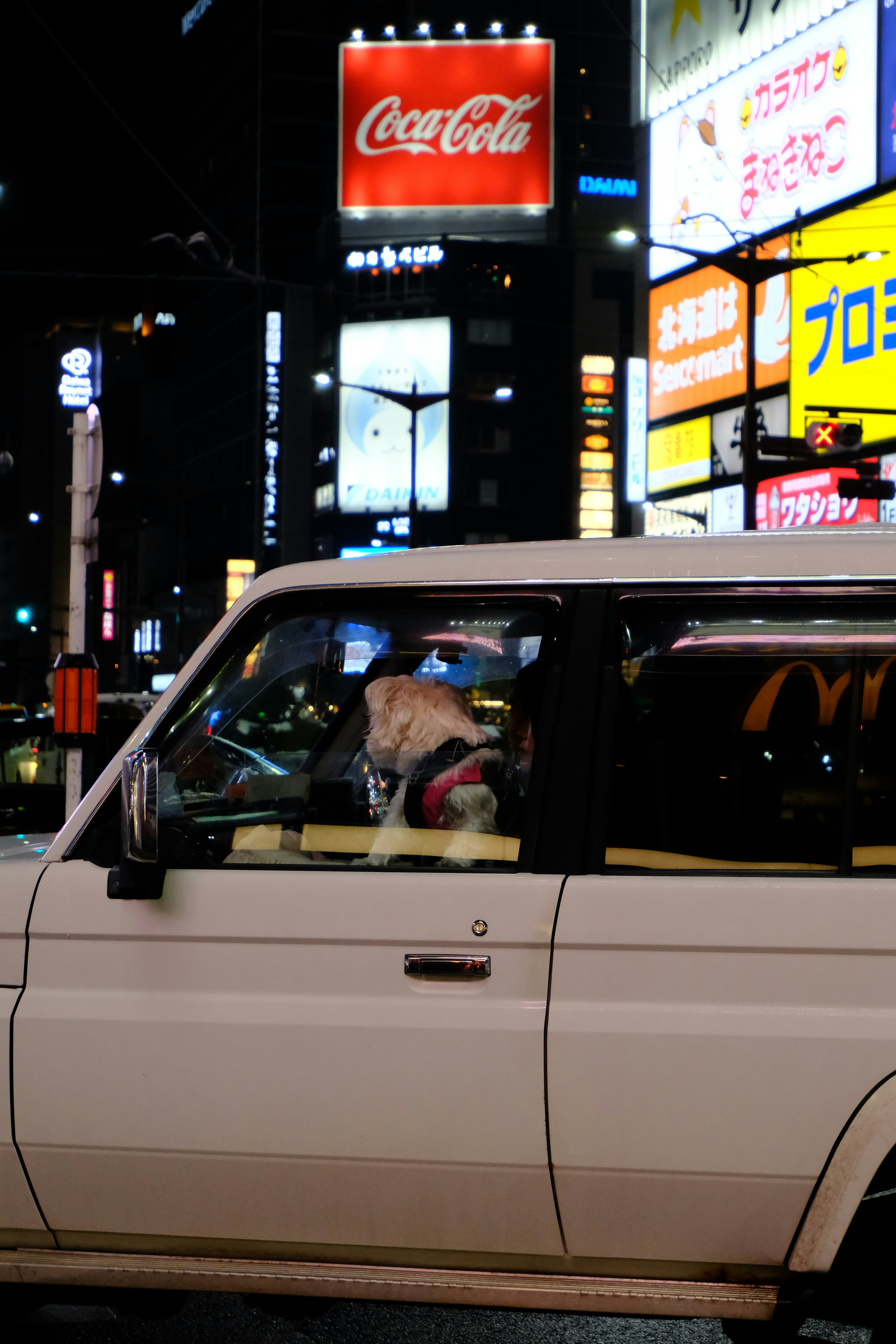 Midnight Tokyo: The Dog-Seated Explorer in Neon Light