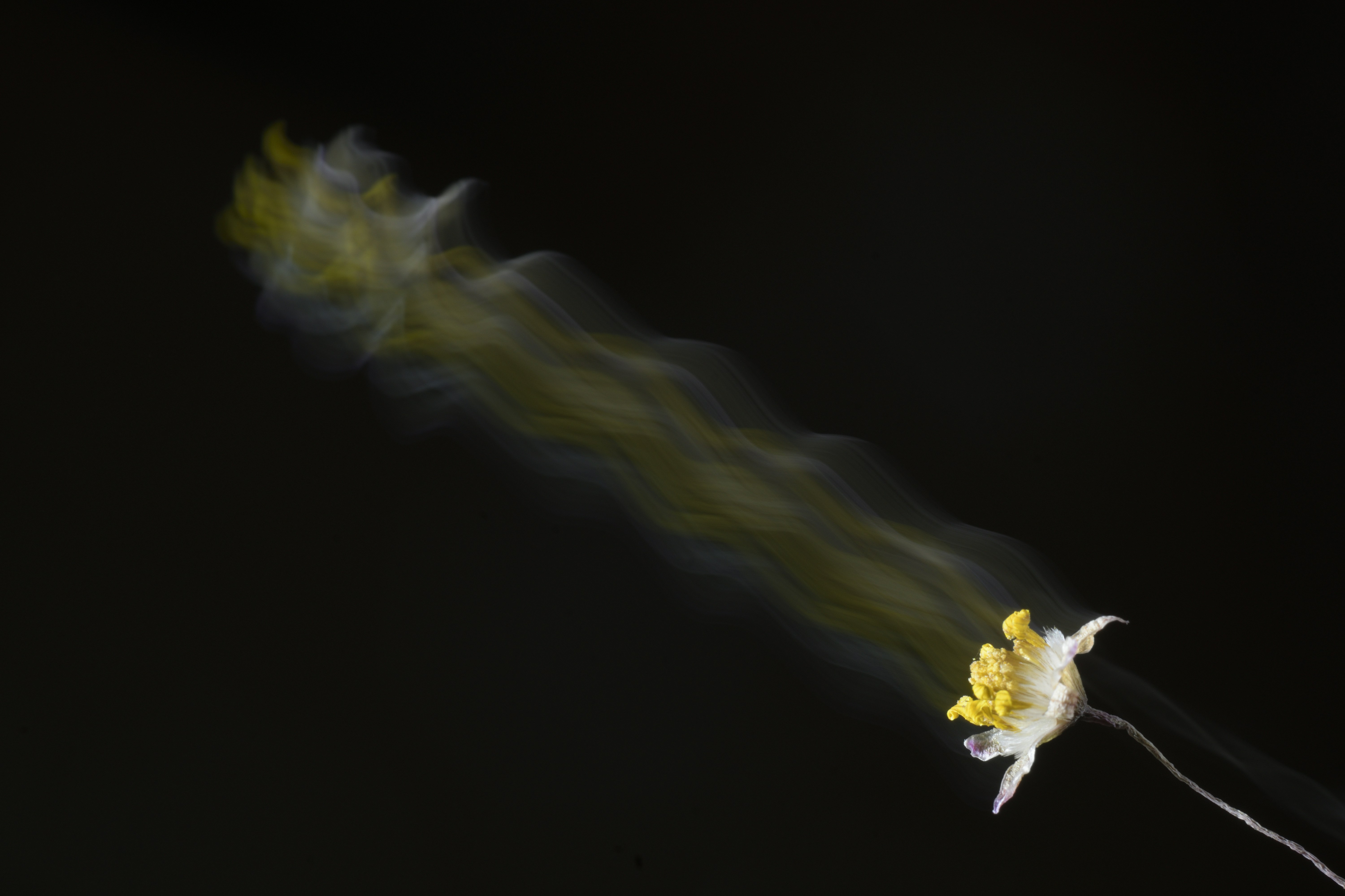 Wisp of Light: A Far-Flung Bloom in the Void