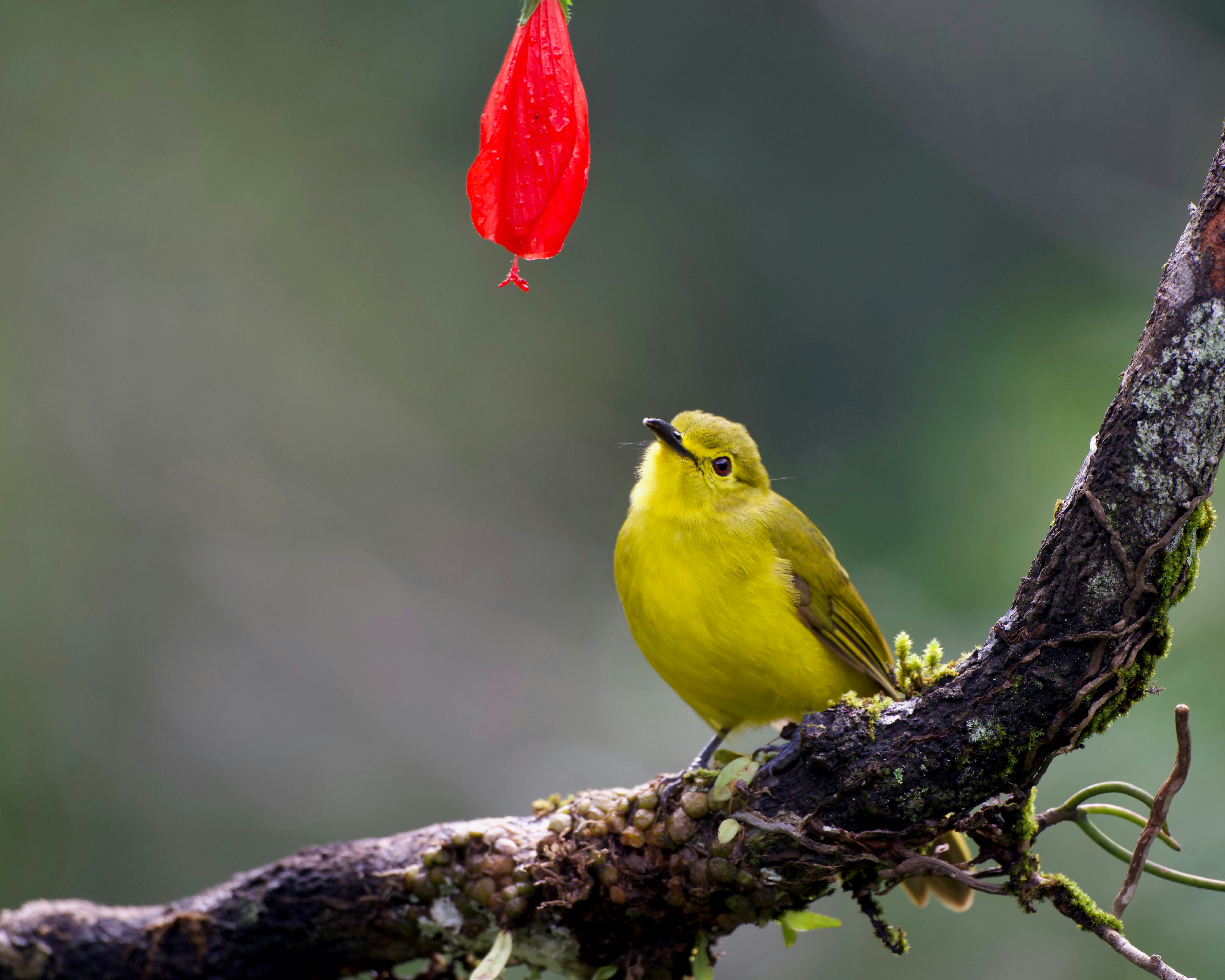 Sunlit Yellow Warbler on a Mossy Branch Beneath a Crimson Petal