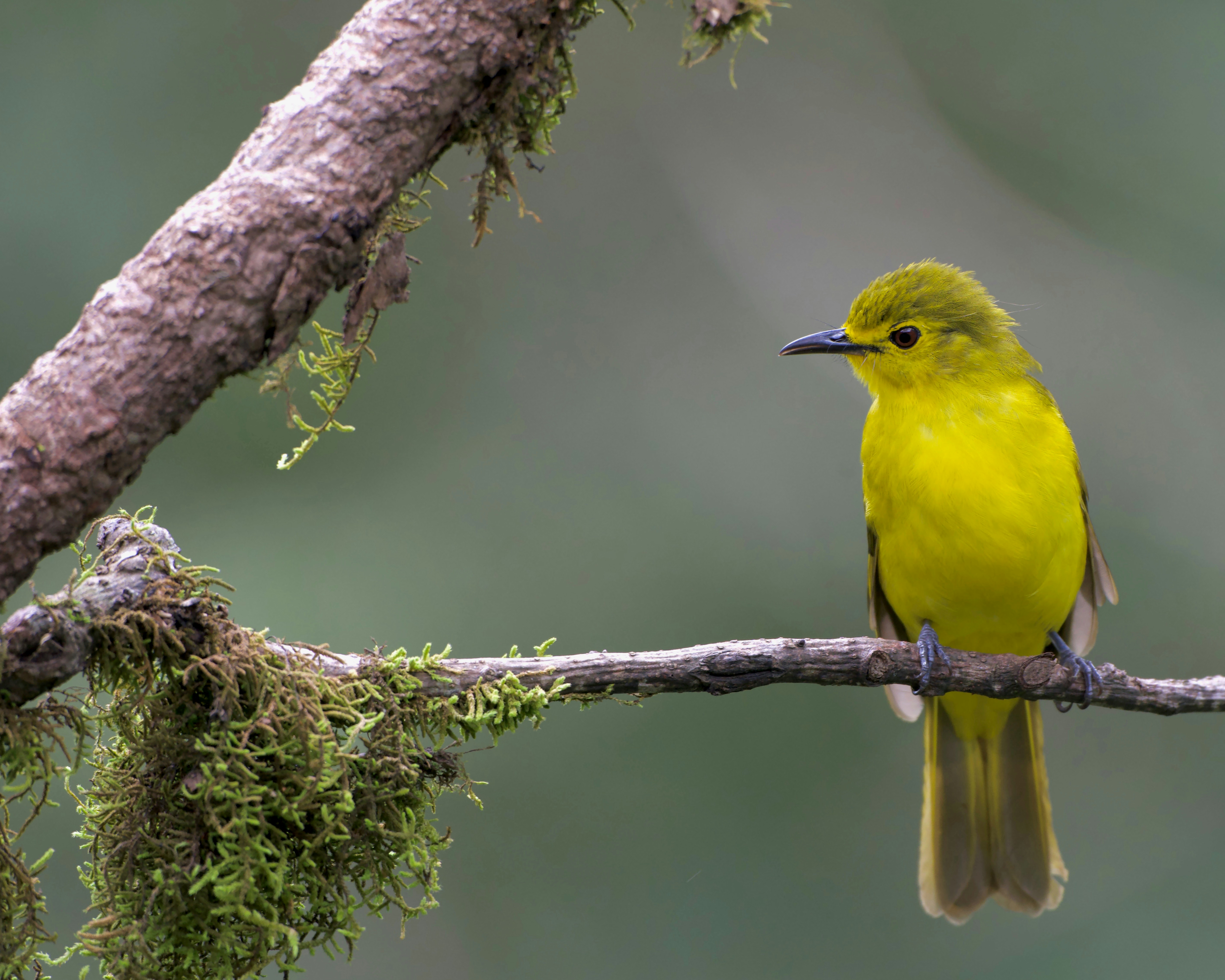 Yellow-browed bulbul or Golden- browed bulbul
