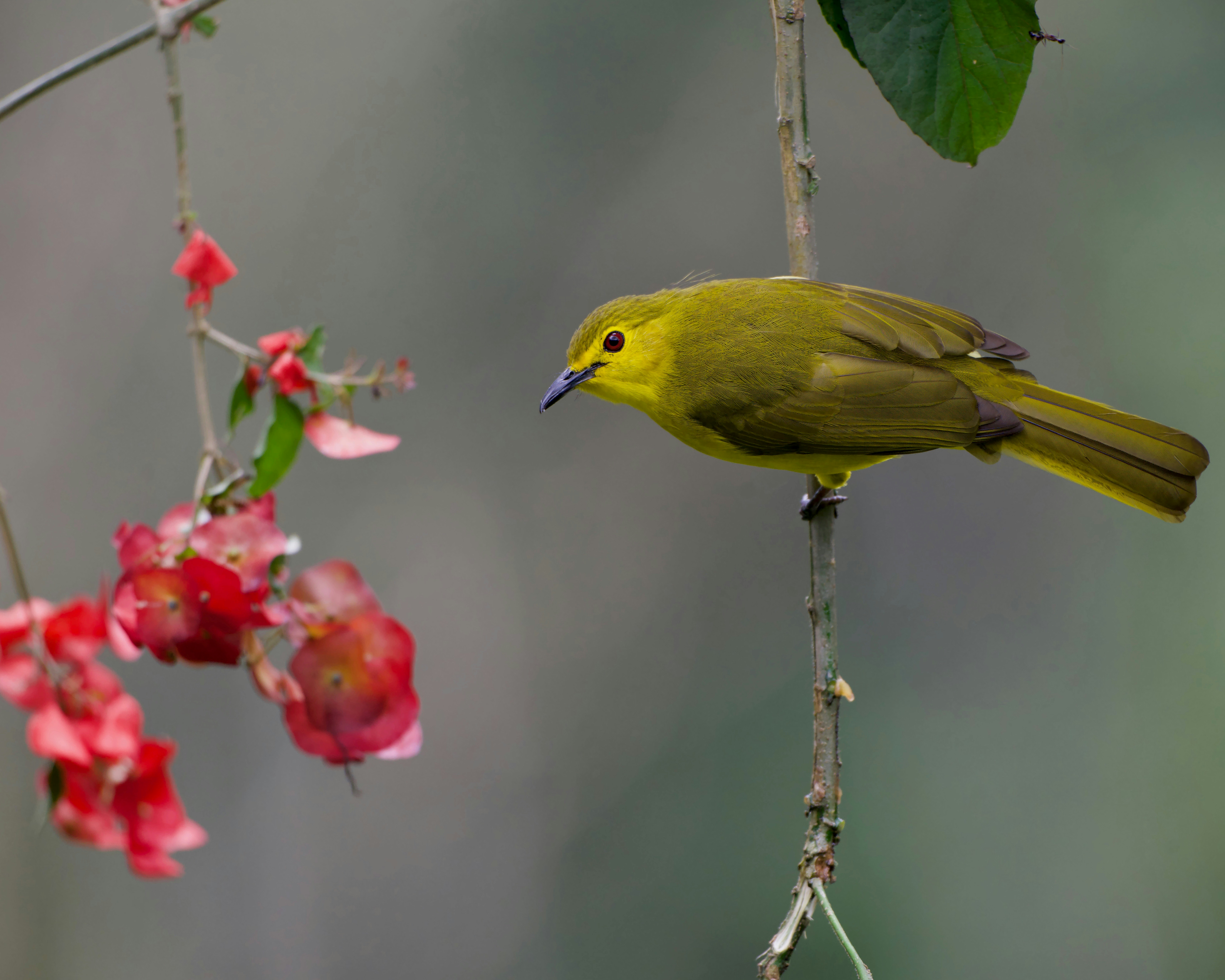 Yellow-browed bulbul or Golden- browed bulbul