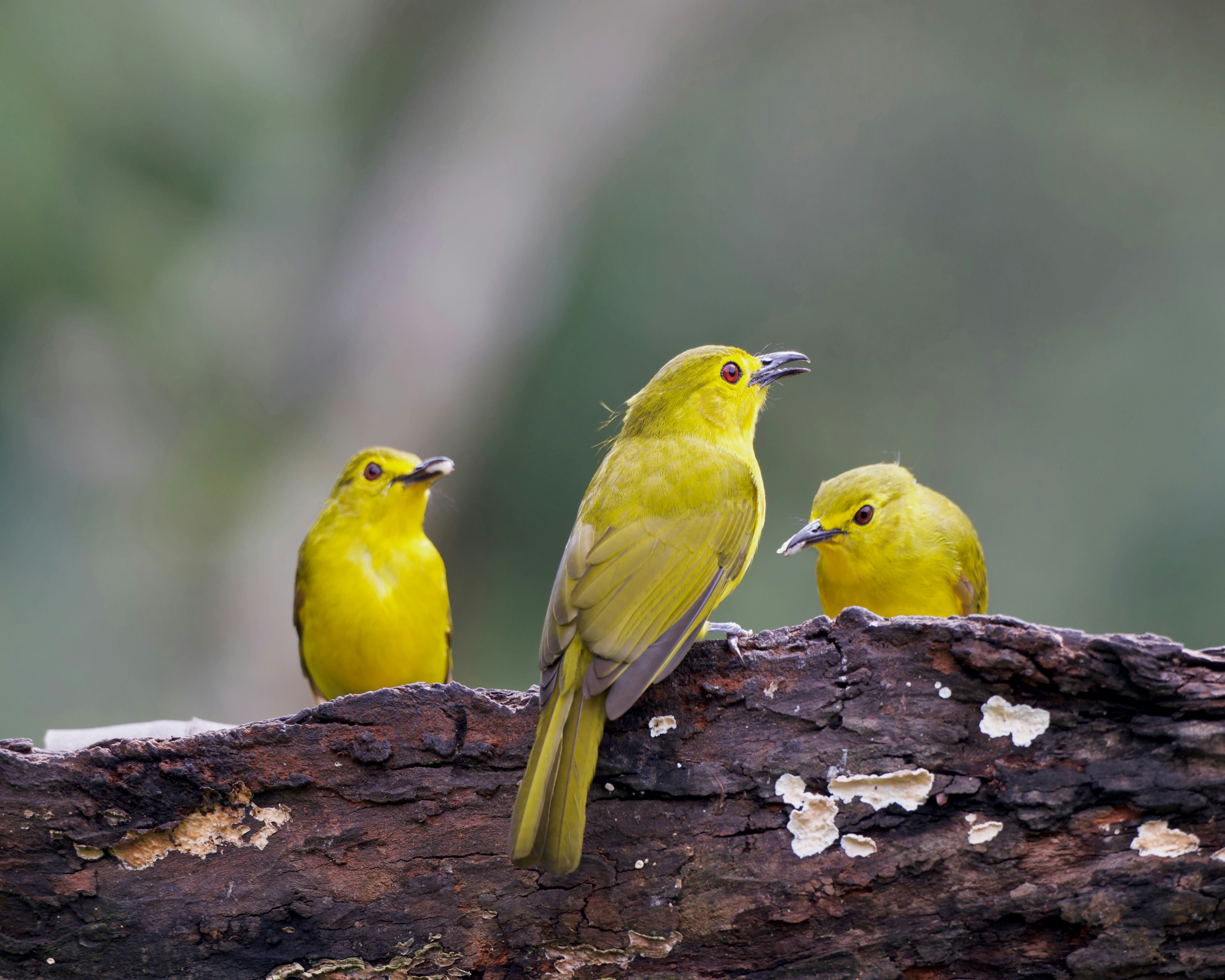 Yellow-browed bulbul or Golden- browed bulbul