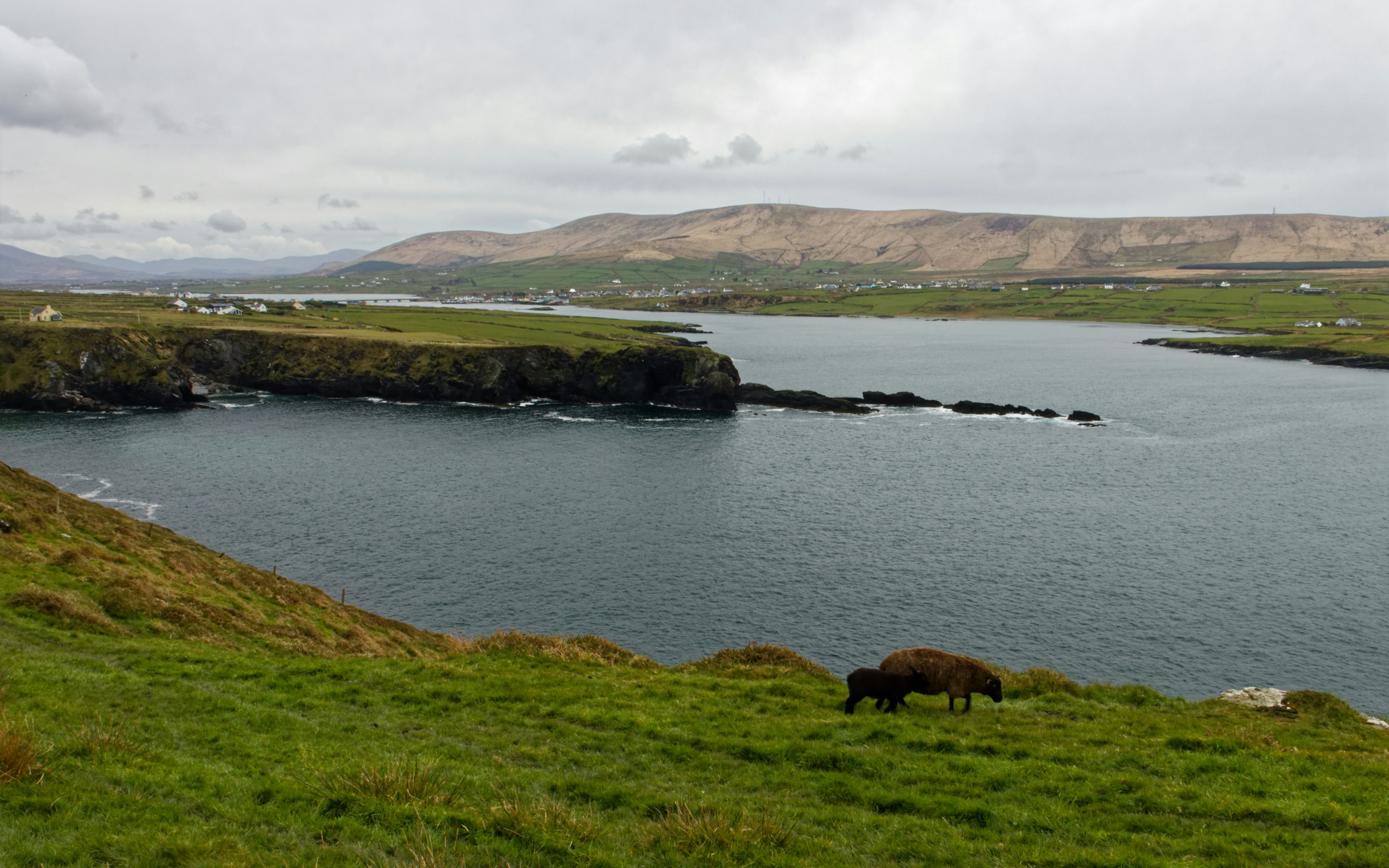 Quiet Herd by the River Bend