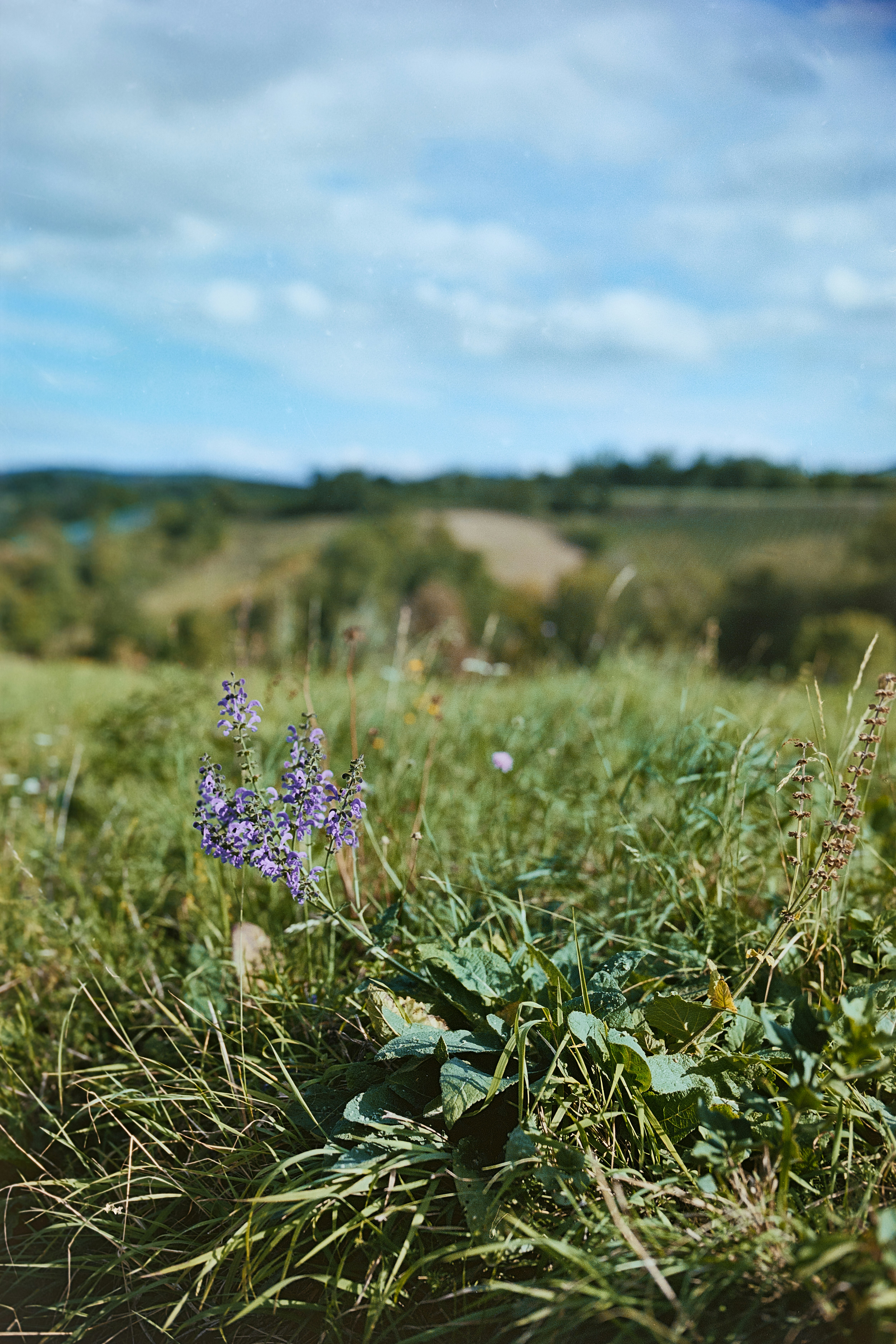 Purple bloom in sunlit meadow at the edge of a distant field