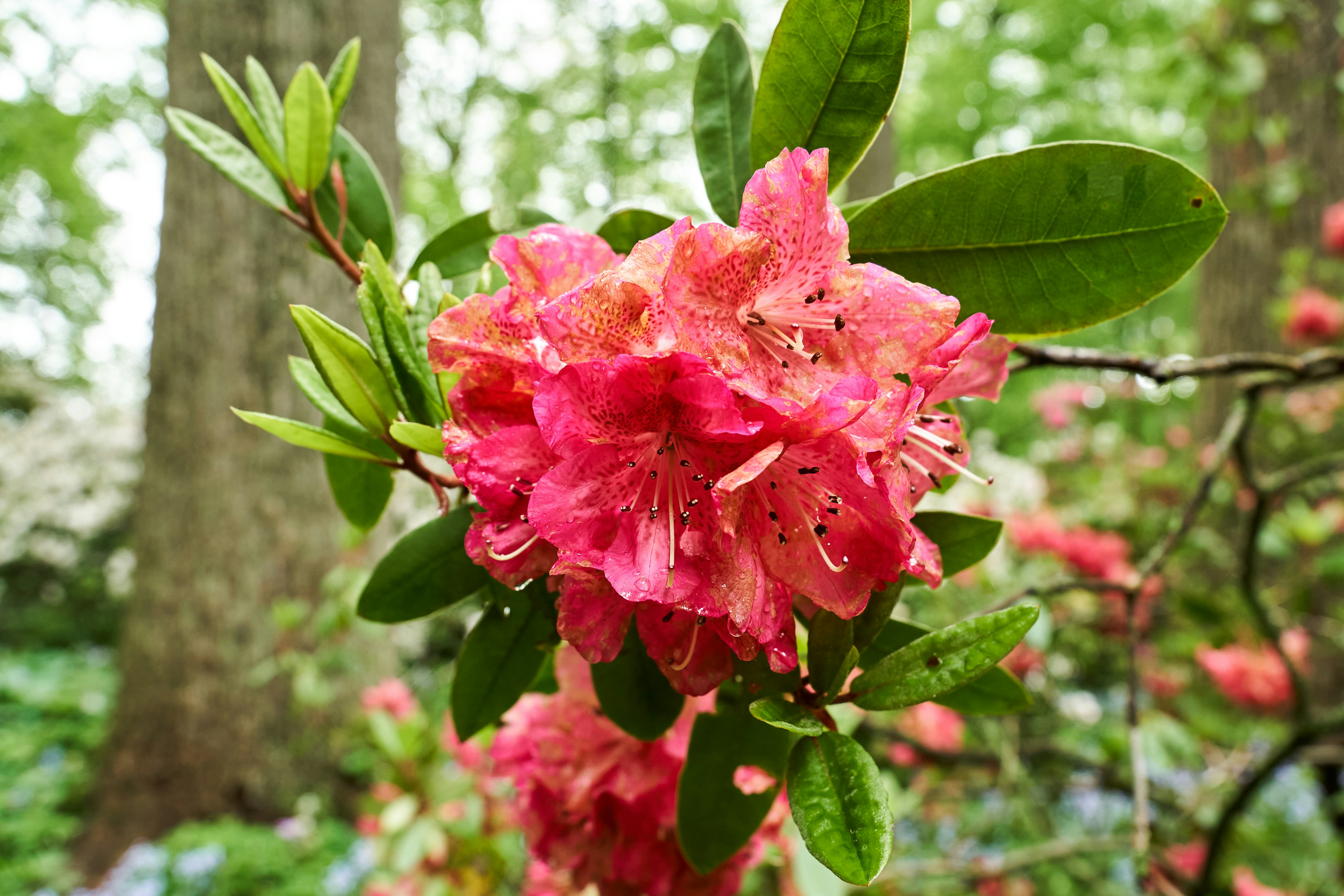 Blooming Spotlight: A Pink Rhododendron in Focus