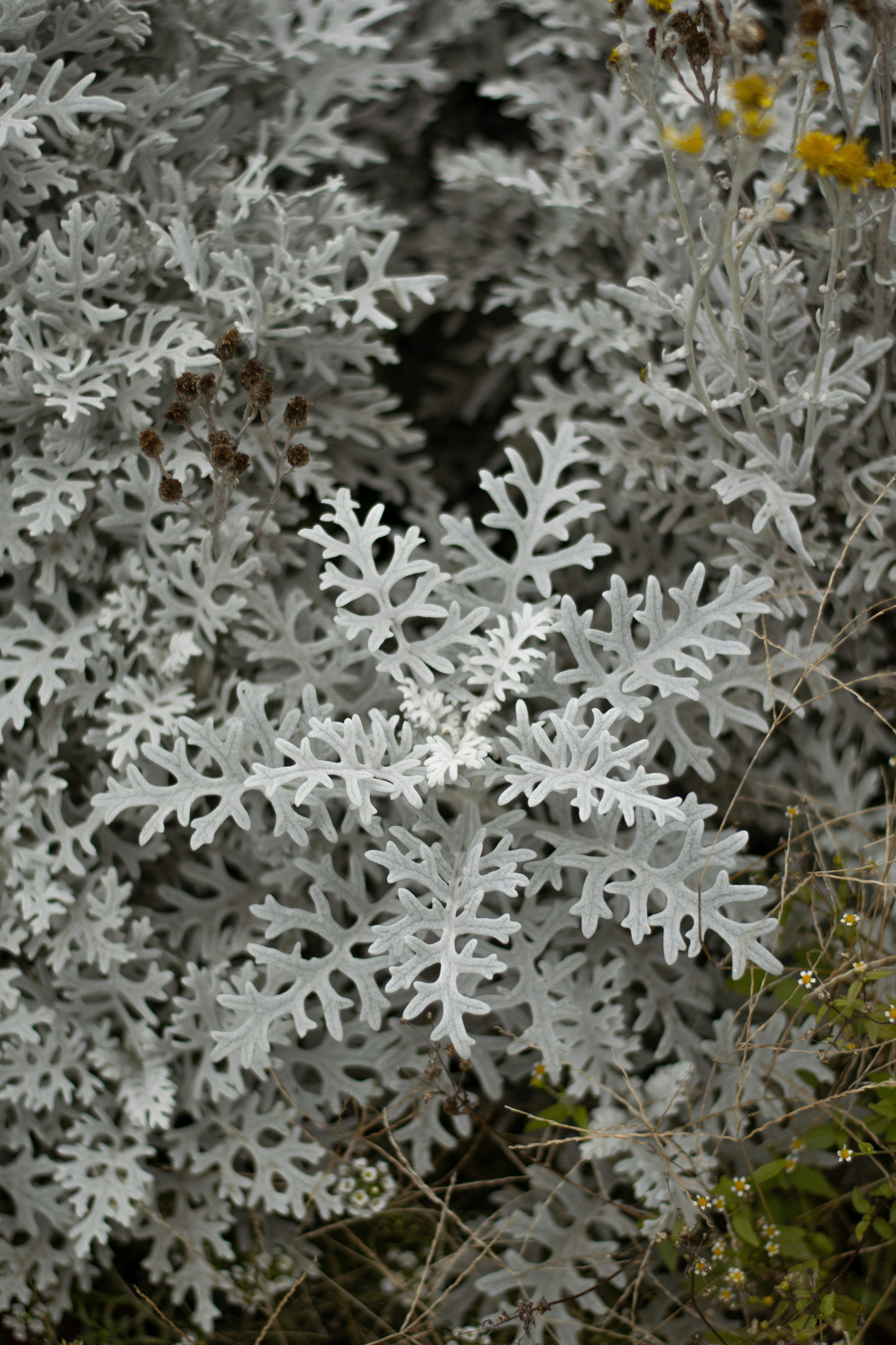Silvery Dust: Fronds of Autumnal Gray-Leafed Sage