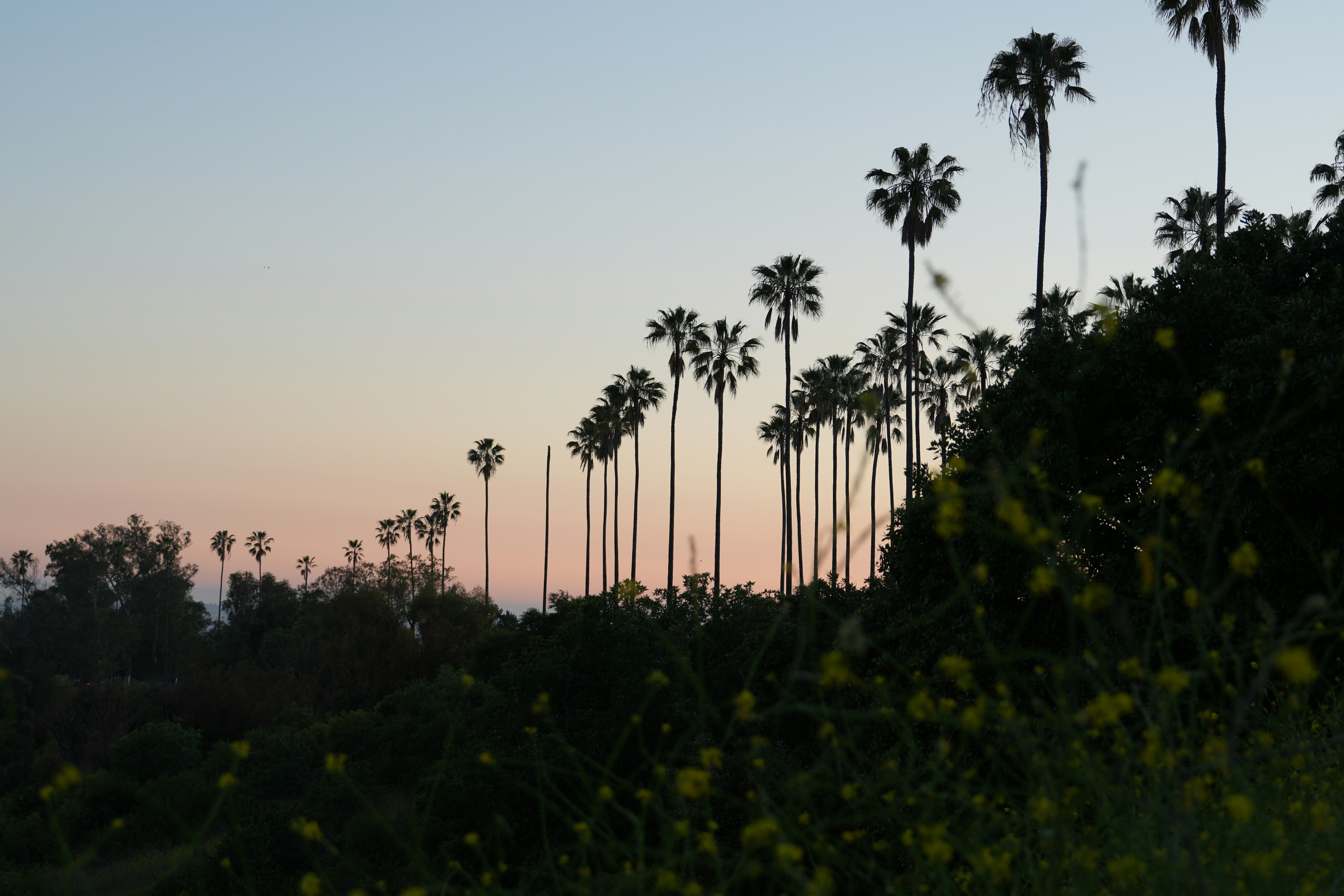 Palm silhouettes at sunset over a hillside flush with wildflowers