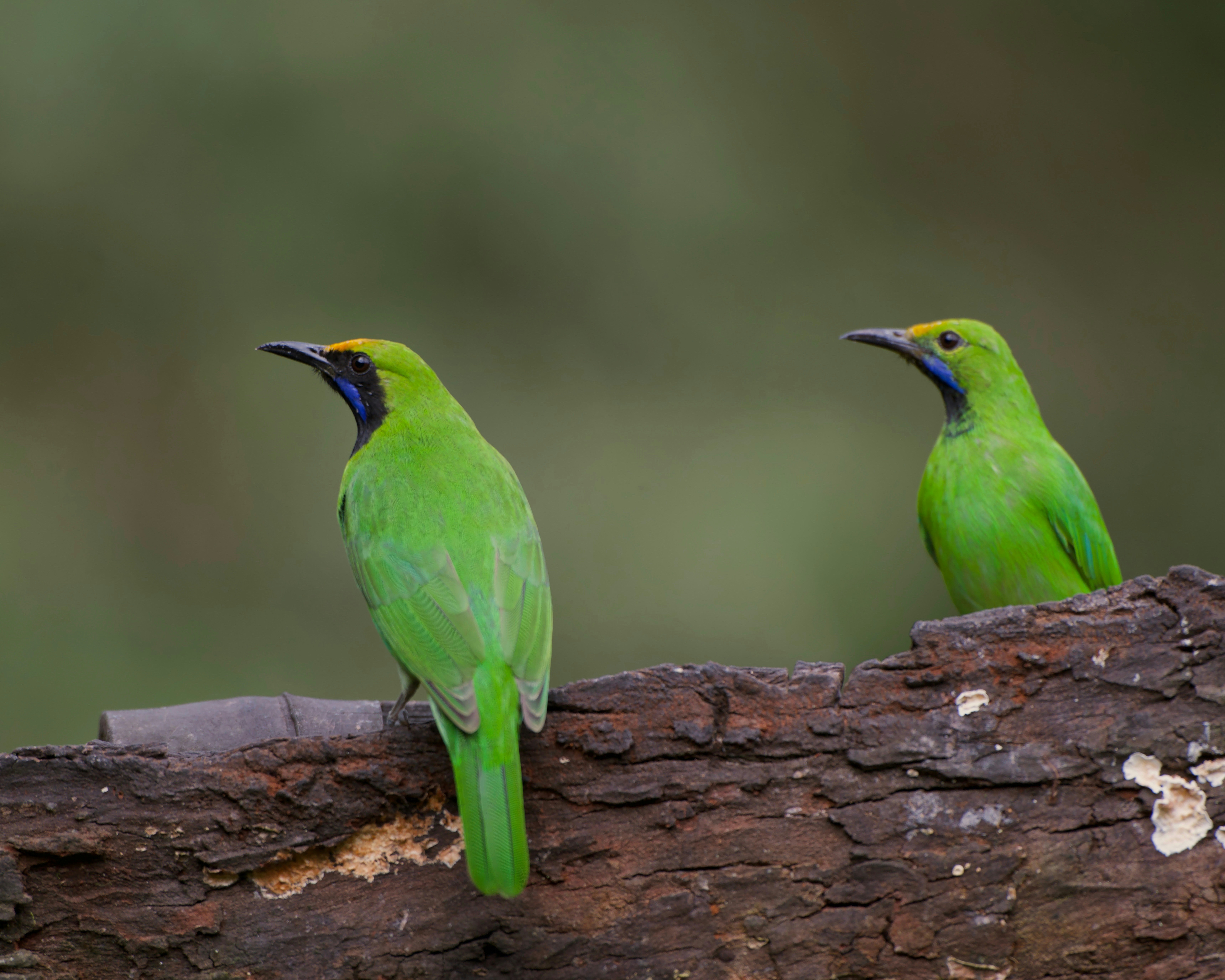 Golden-fronted Leafbird
