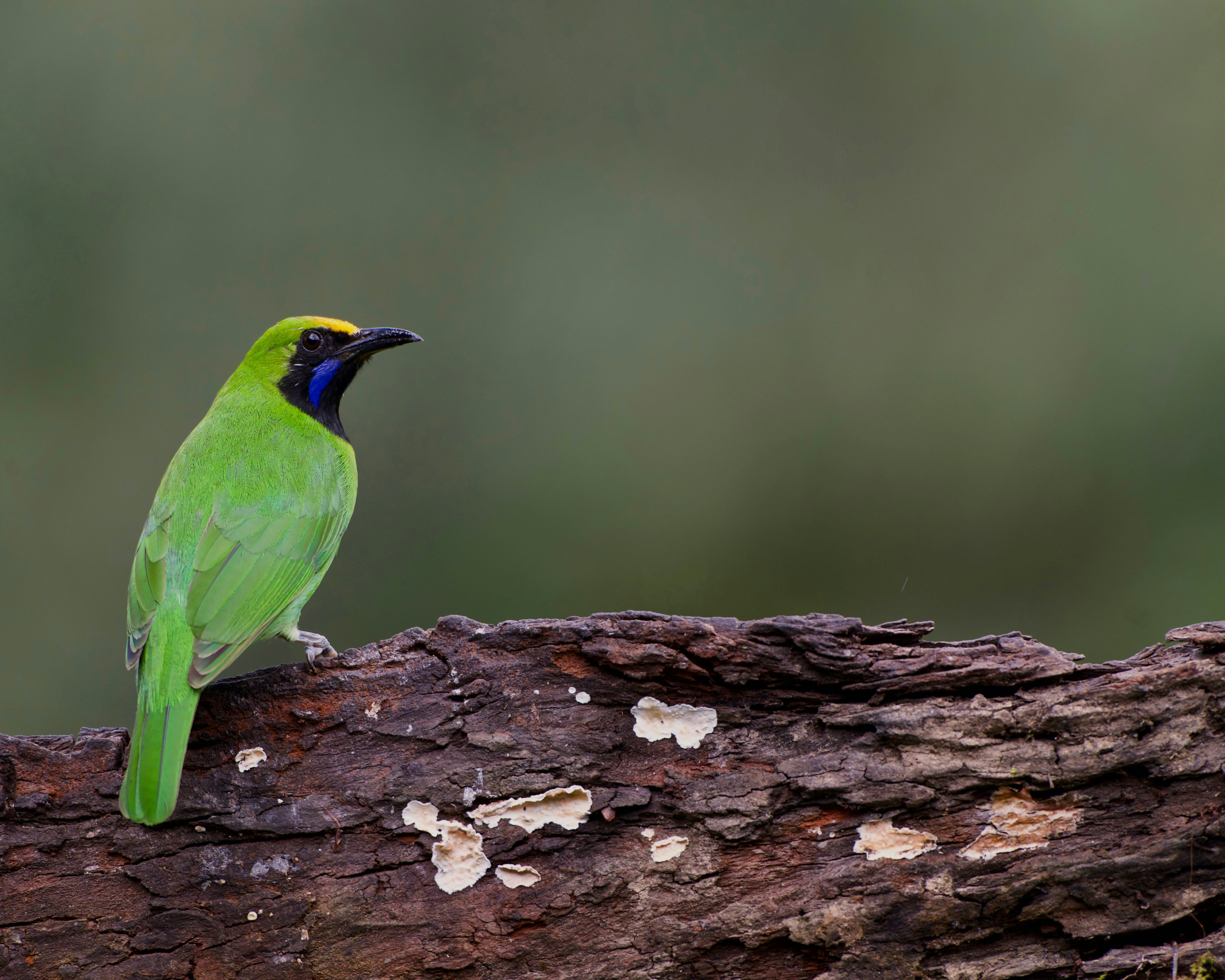 Golden-fronted Leafbird