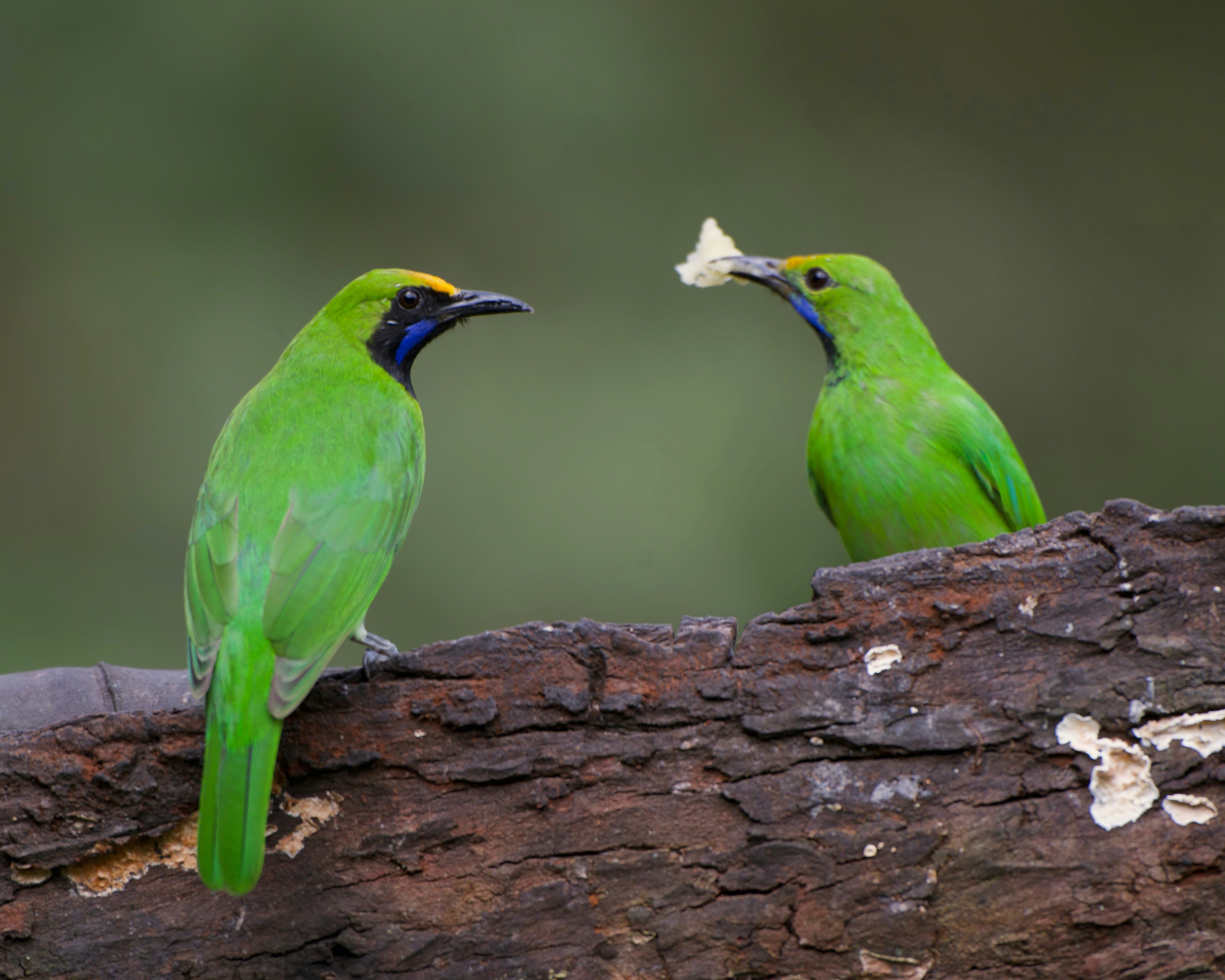Golden-fronted Leafbird