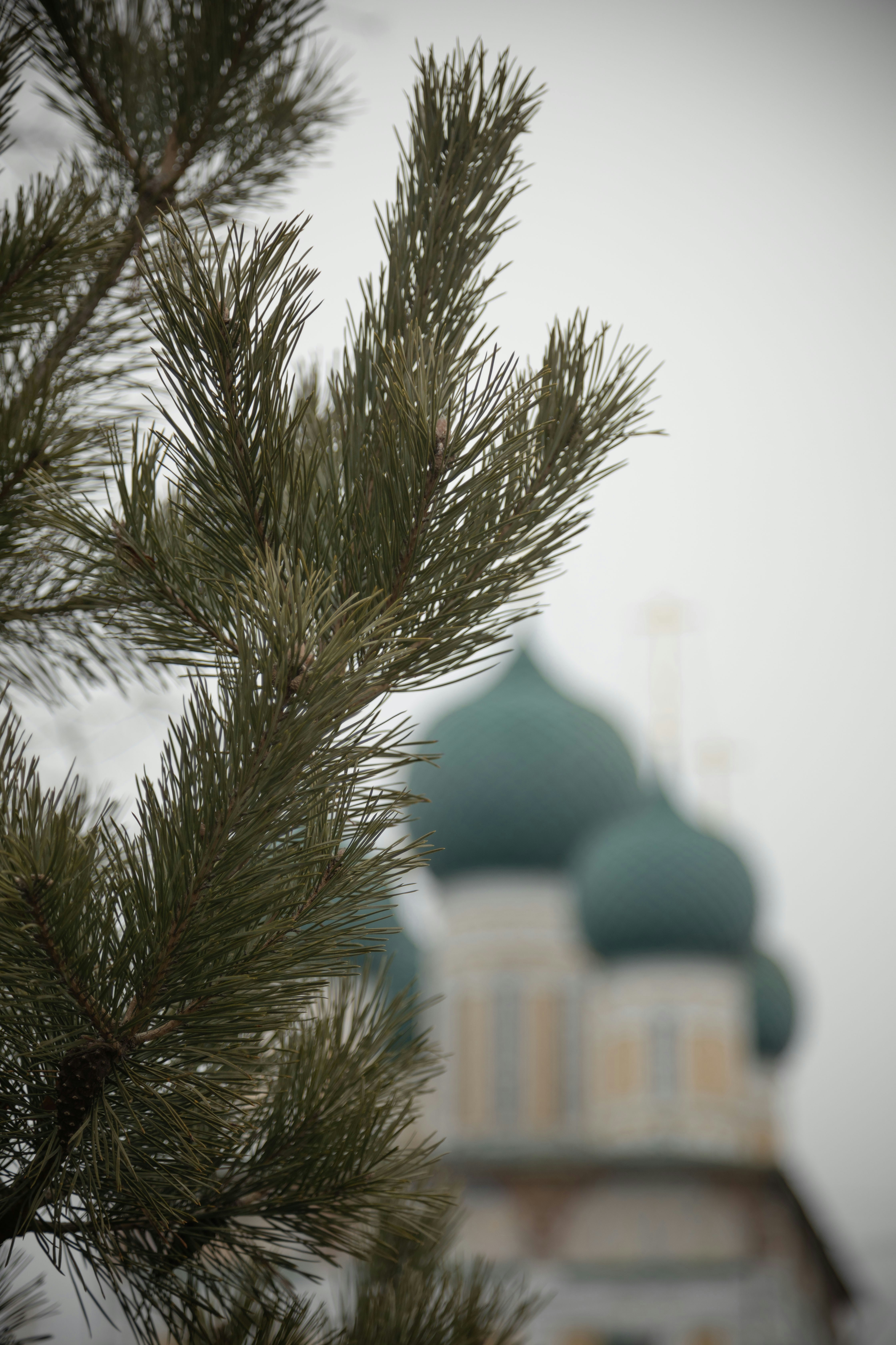 Pine Fronds in Focus, Cathedral Roofs Blurred Beyond
