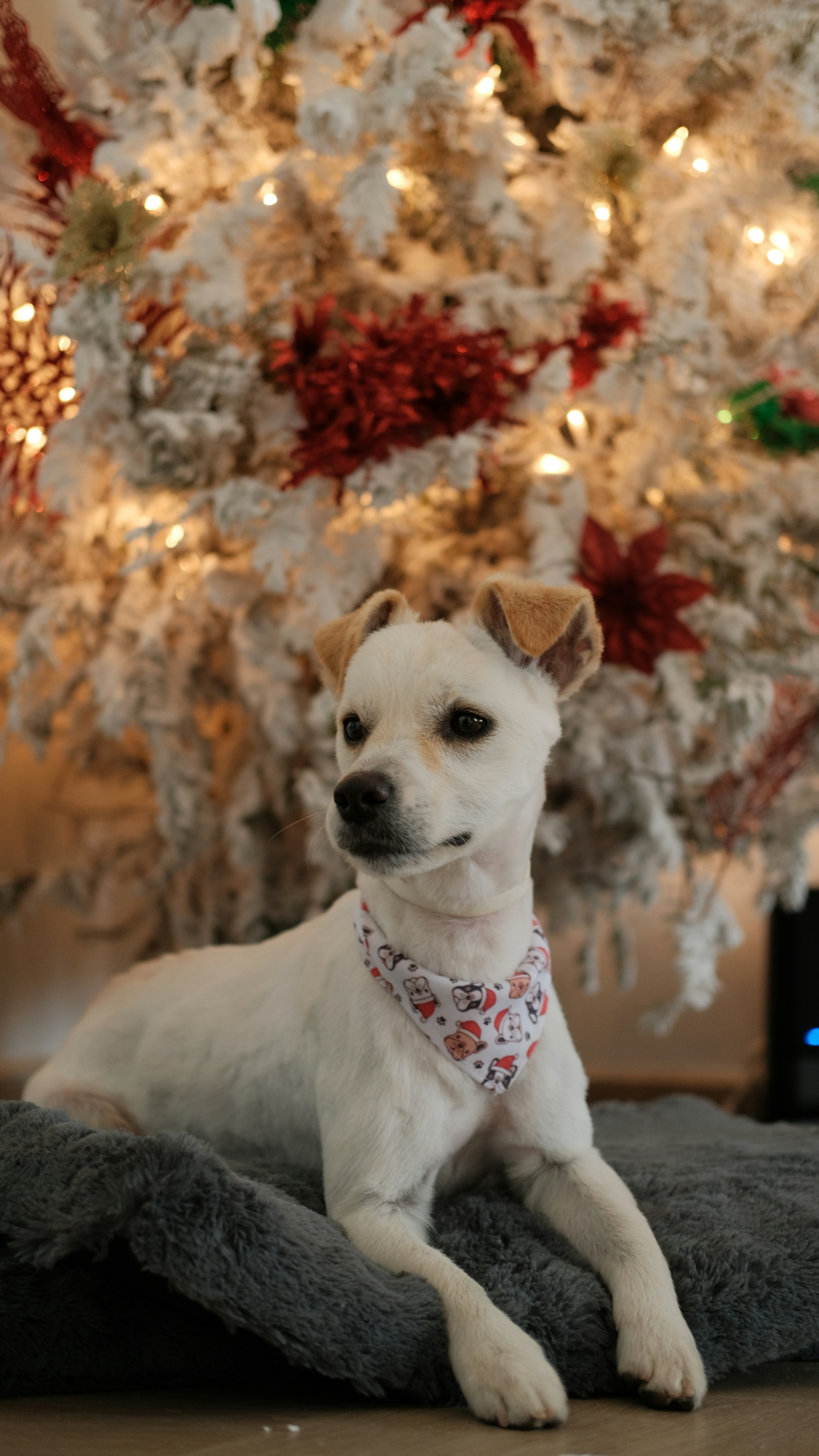 White Pup in Front of Festive Snowy Backdrop