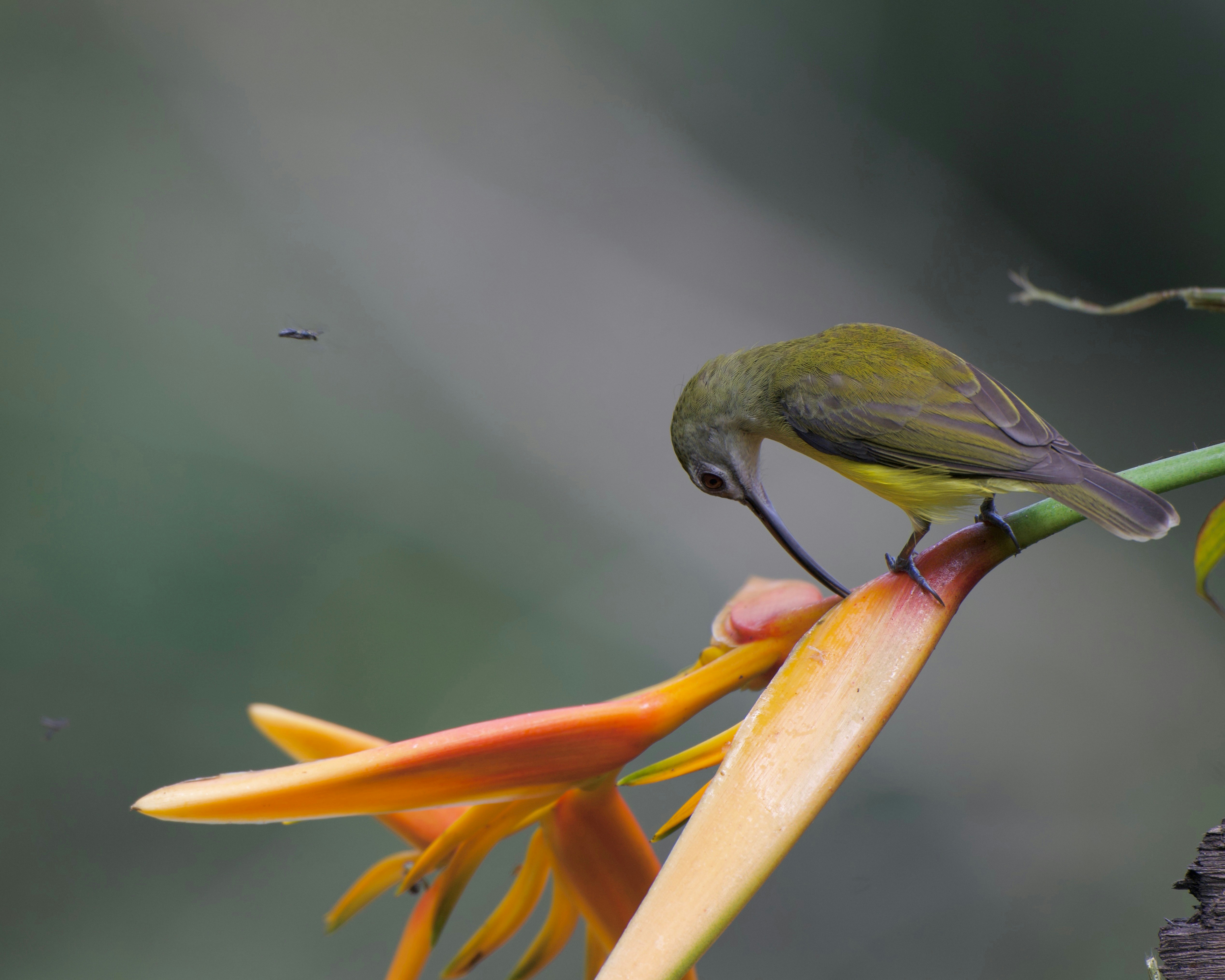 Little spiderhunter looking for food