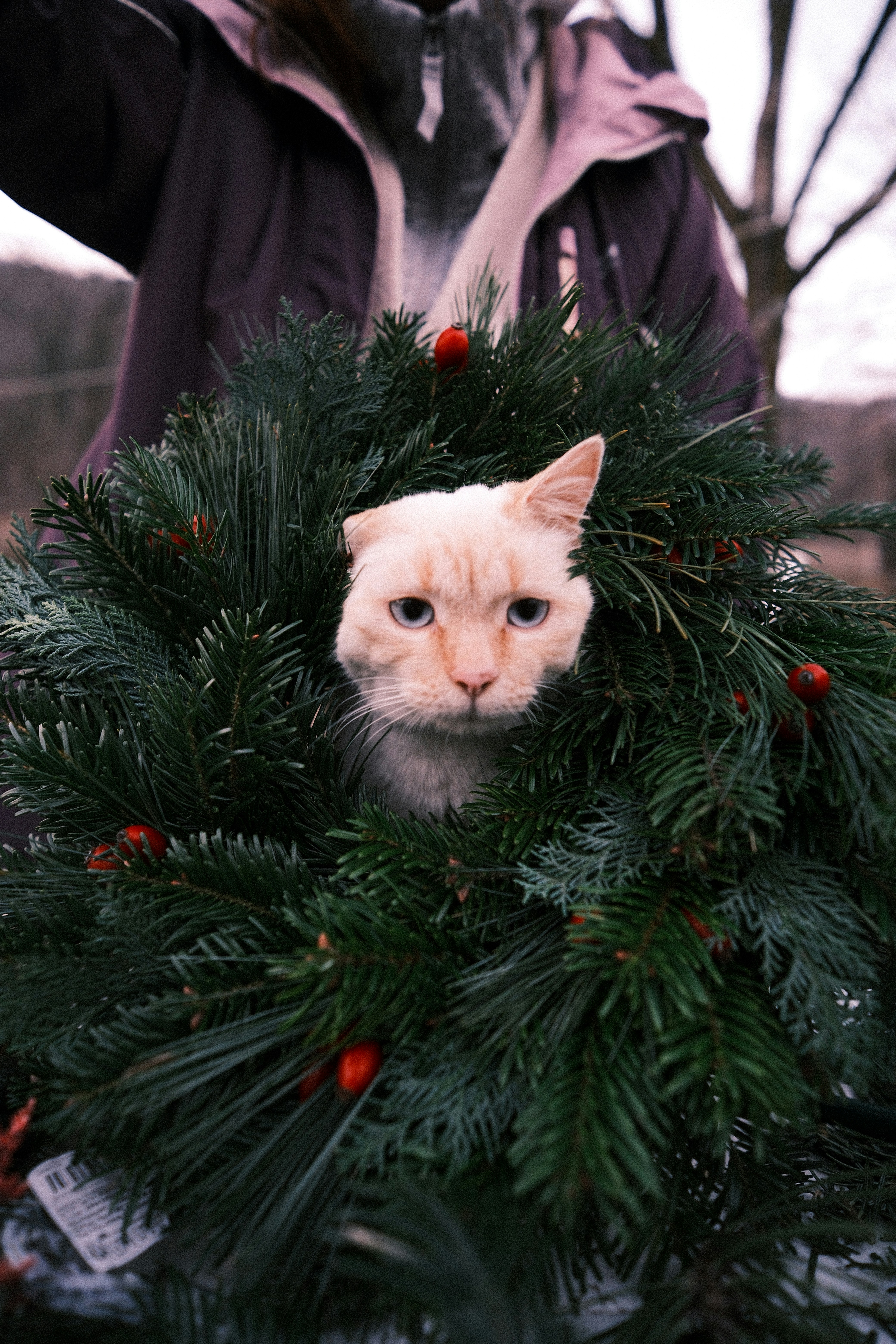 Cat’s Gaze Within a Festive Fir Crown