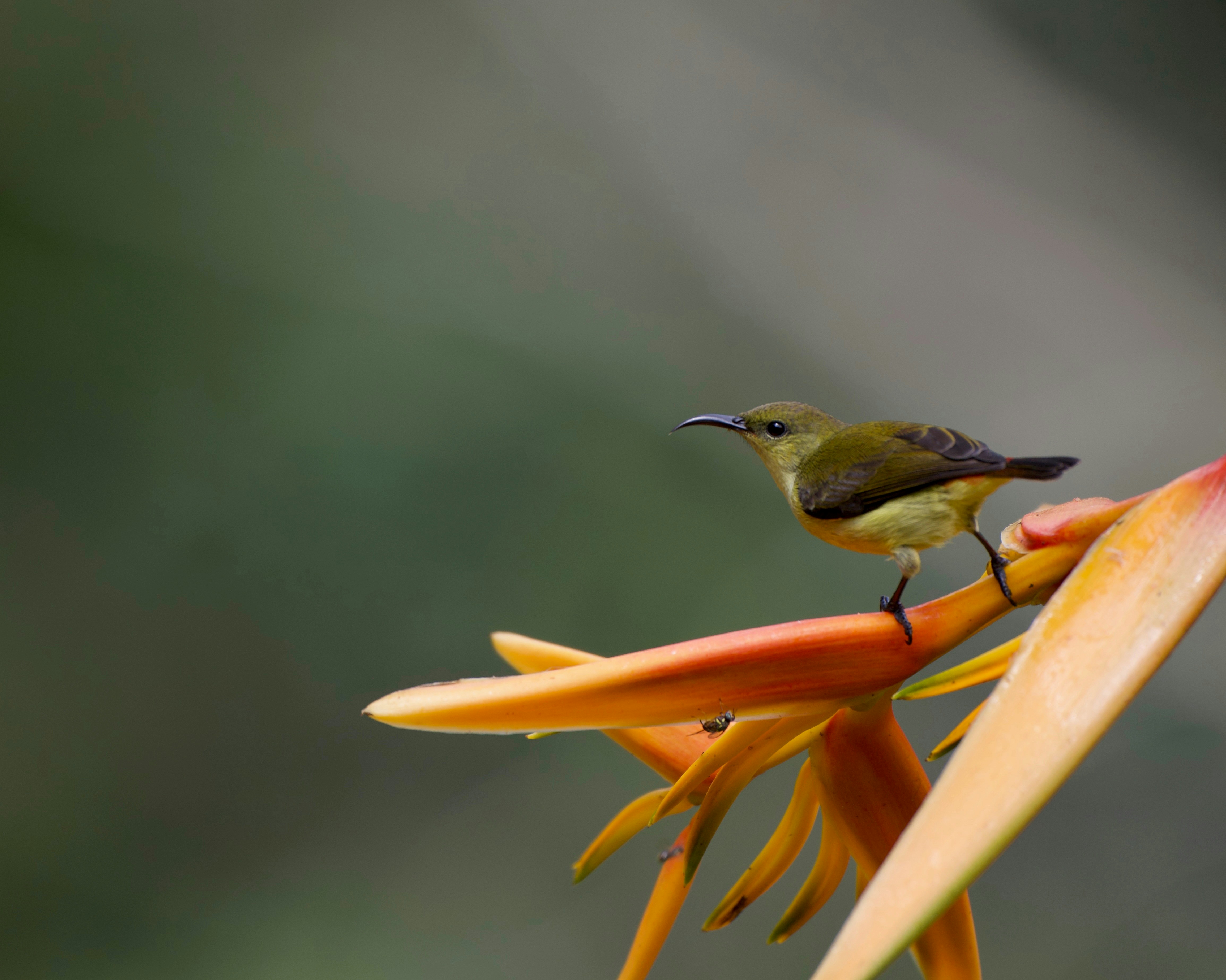 Crimson-backed sunbird ( female )