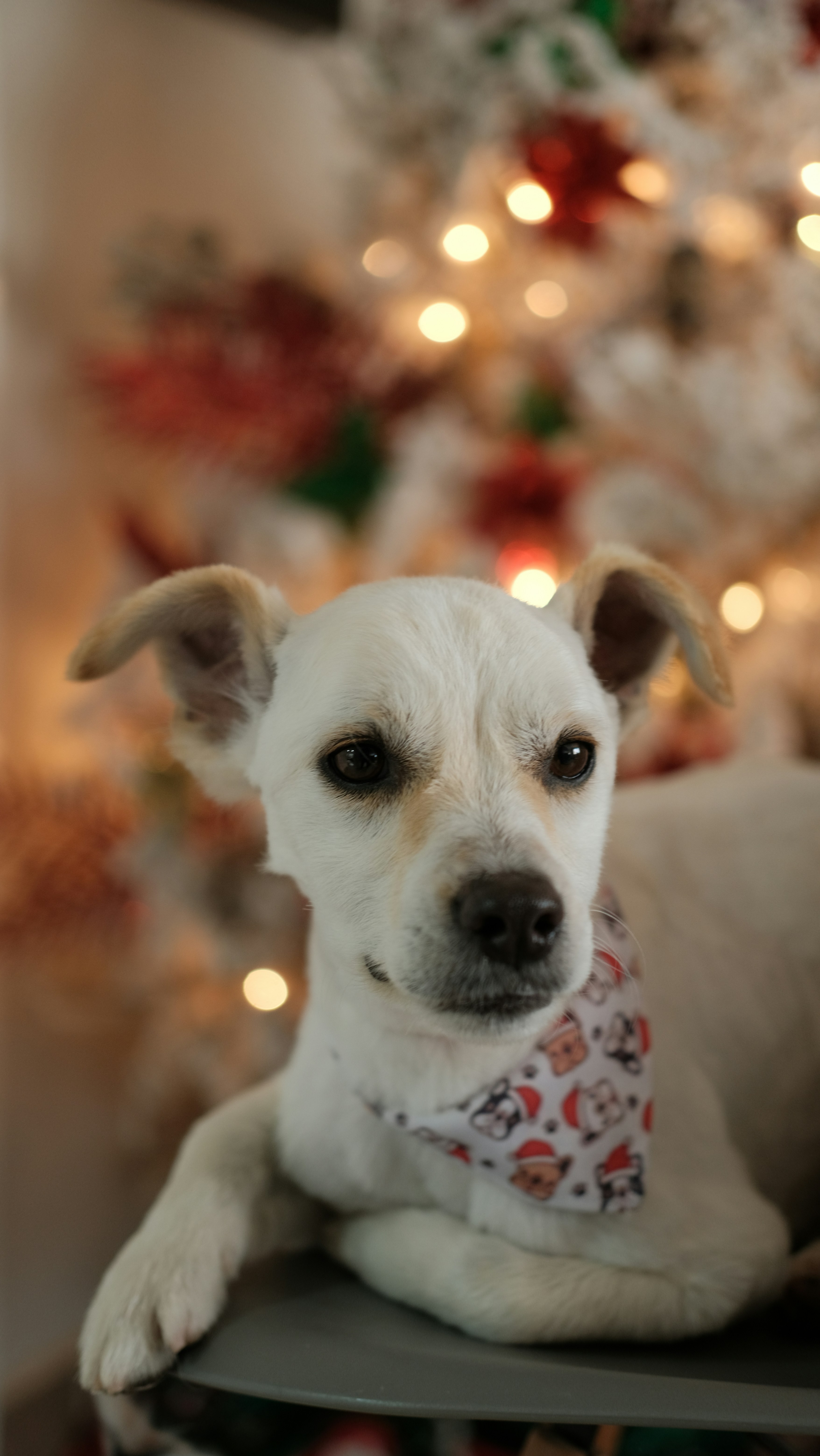 Gentle Pup with Christmas Glow