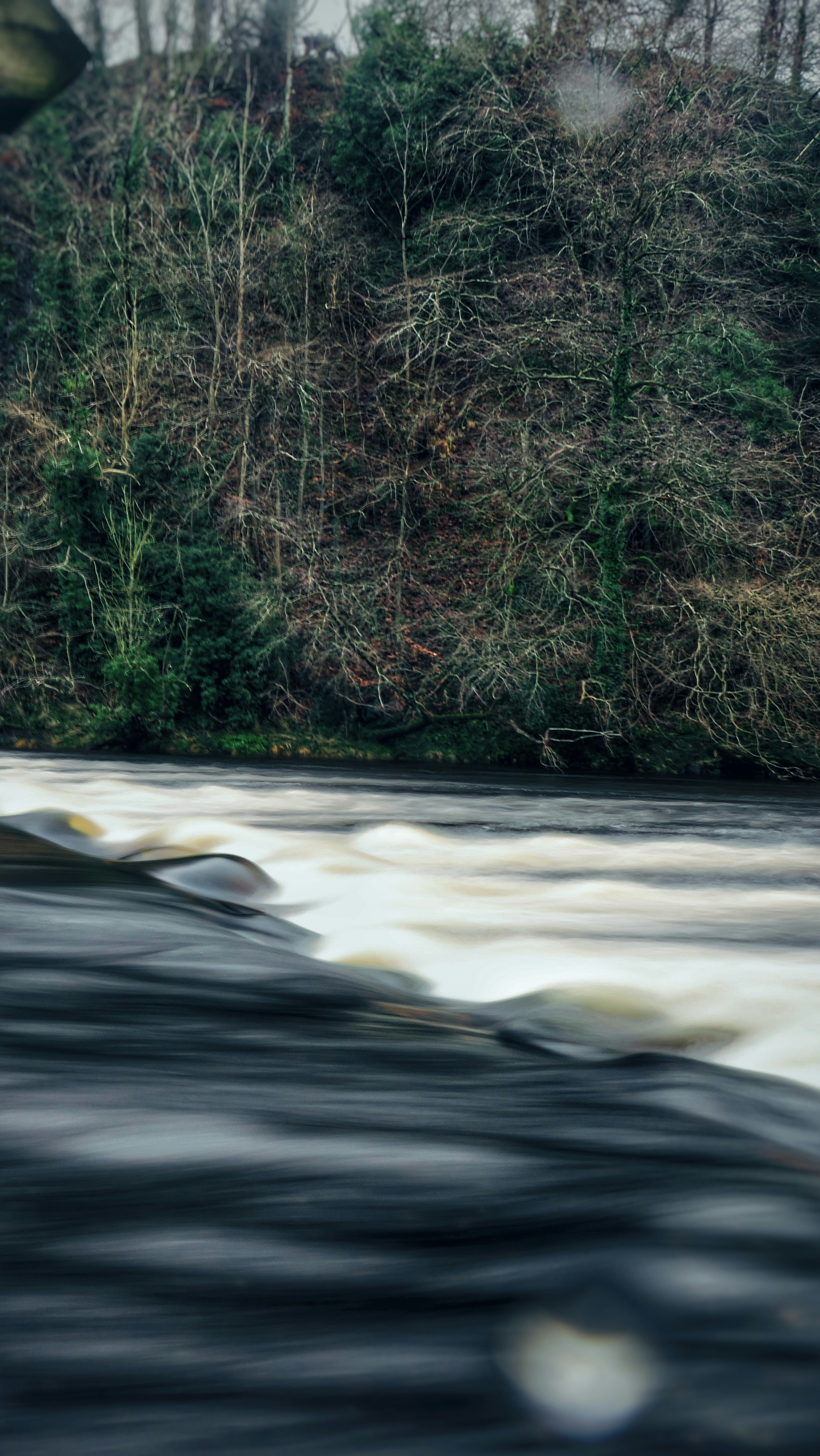 Rushing river verge at the edge of a mossy riverside forest