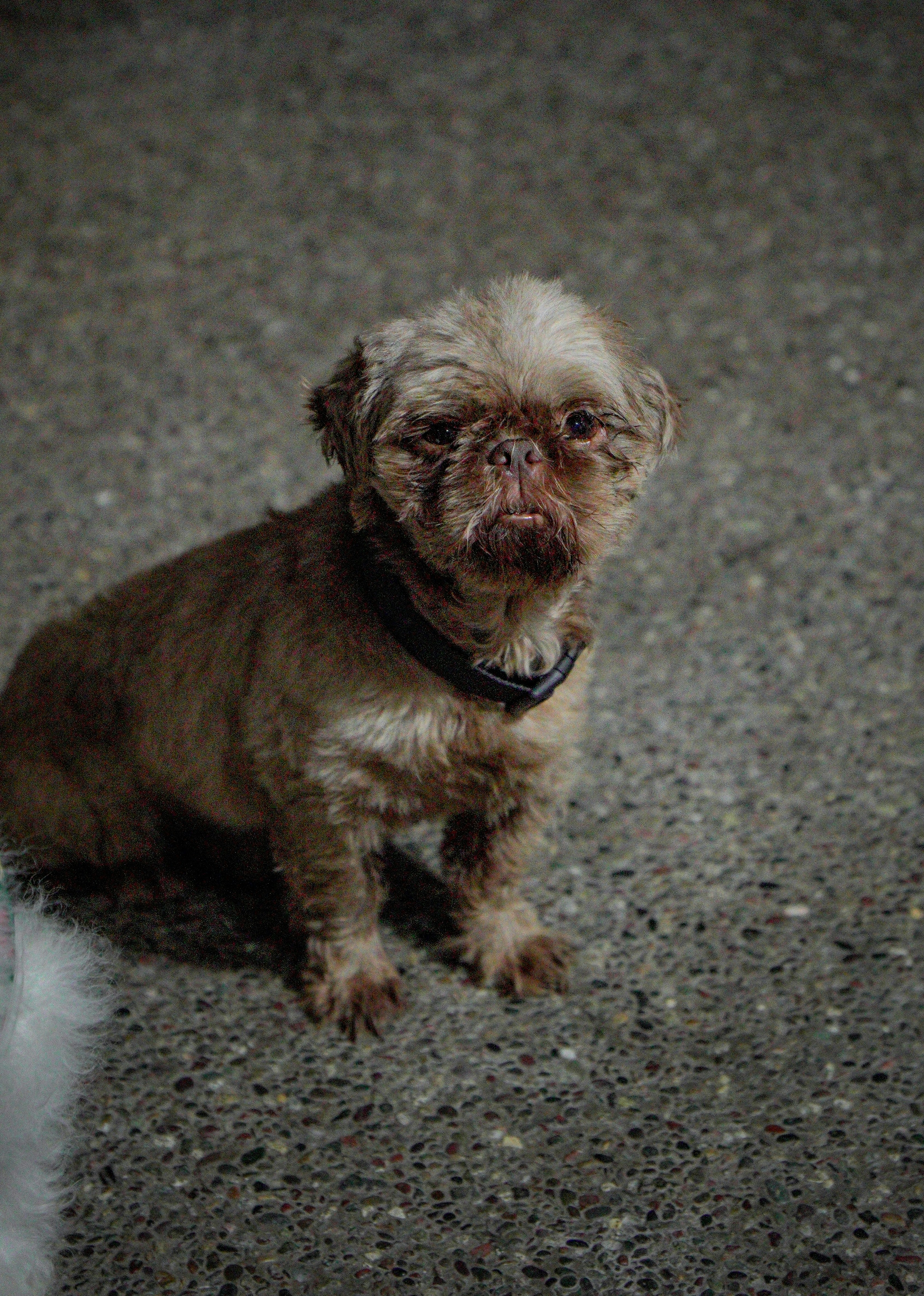 Petite Terrier in Quiet Street Light