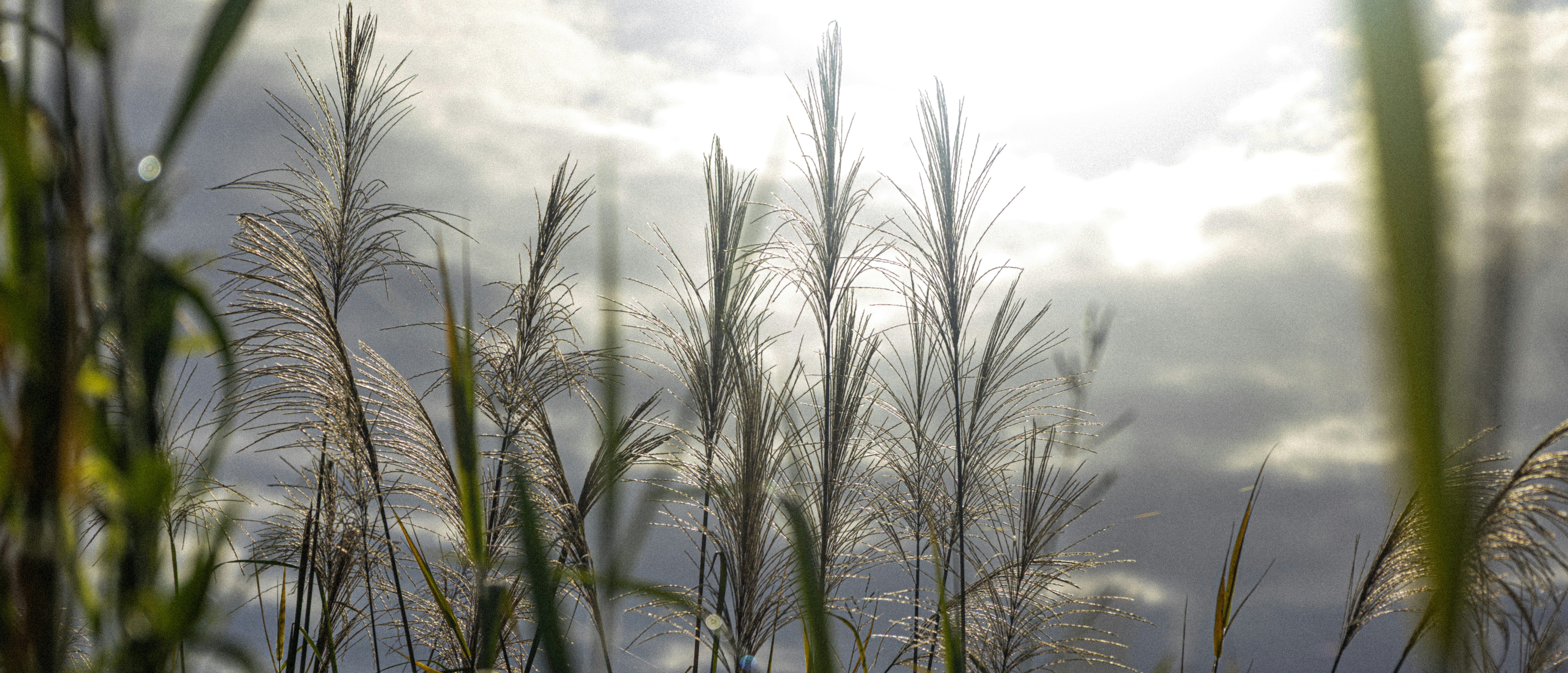 Whispering Reeds Against a Clouded Skyline