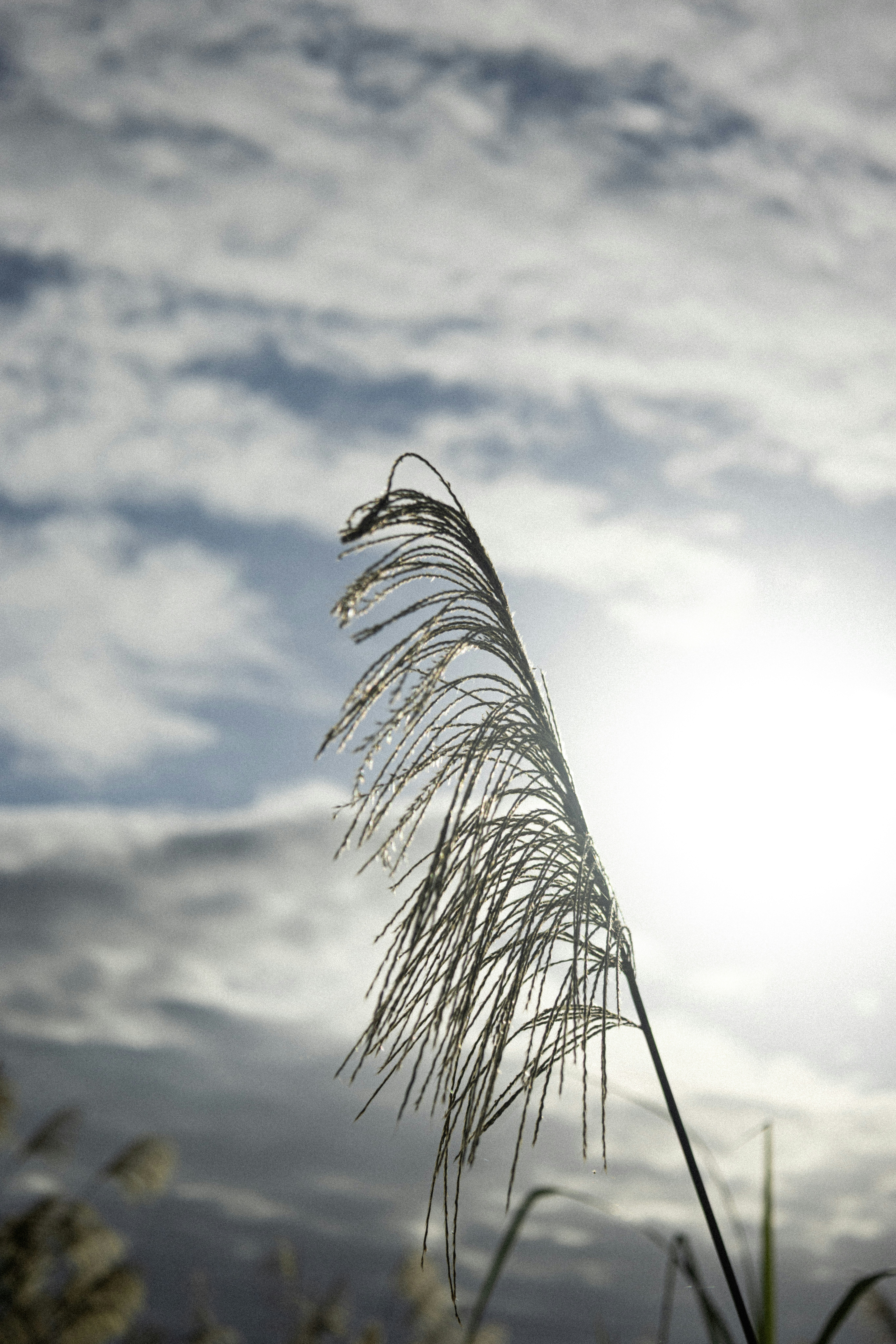 Sunlit Reed against a Backlit Sky