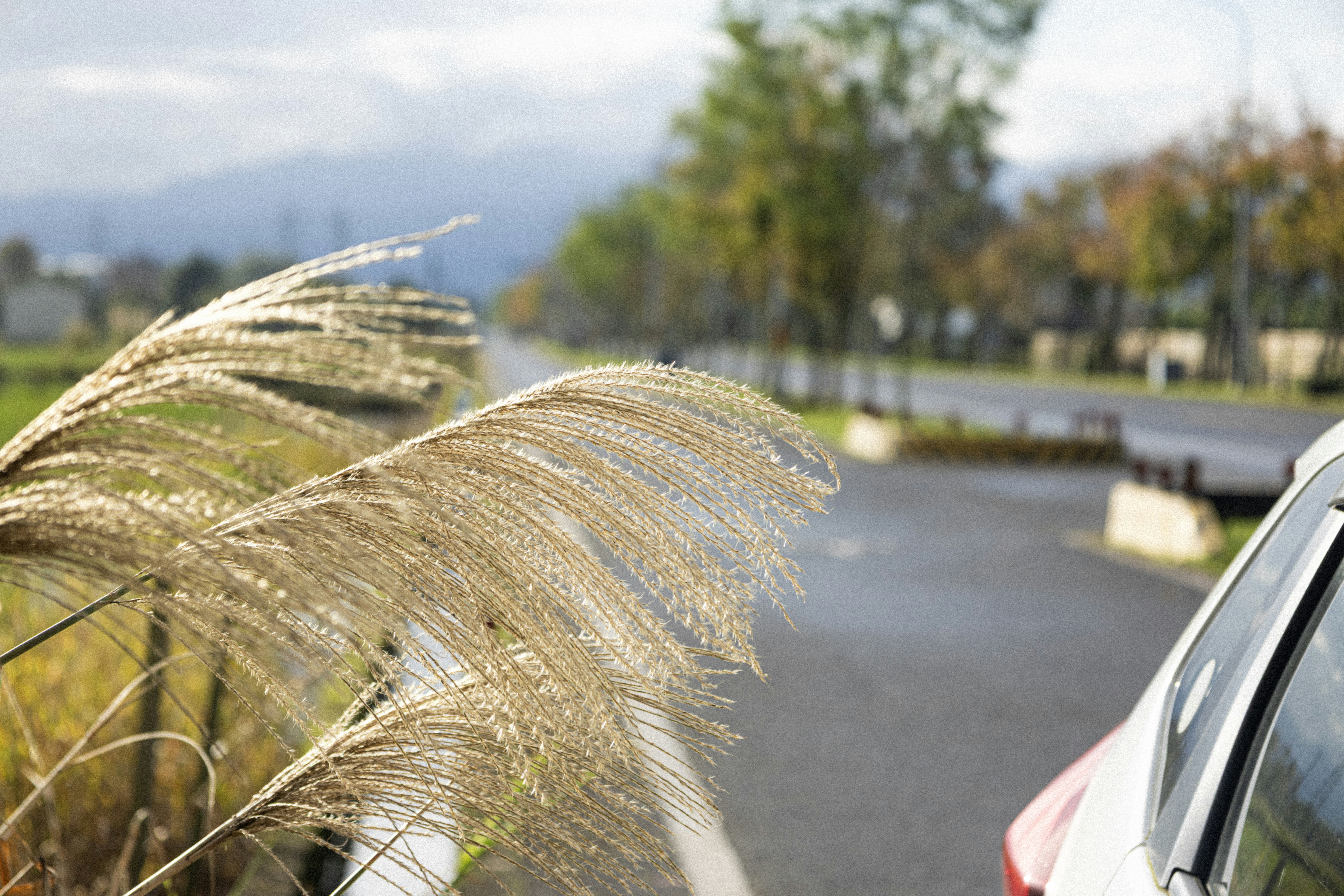 Sunlit Reeds by a Parked Car