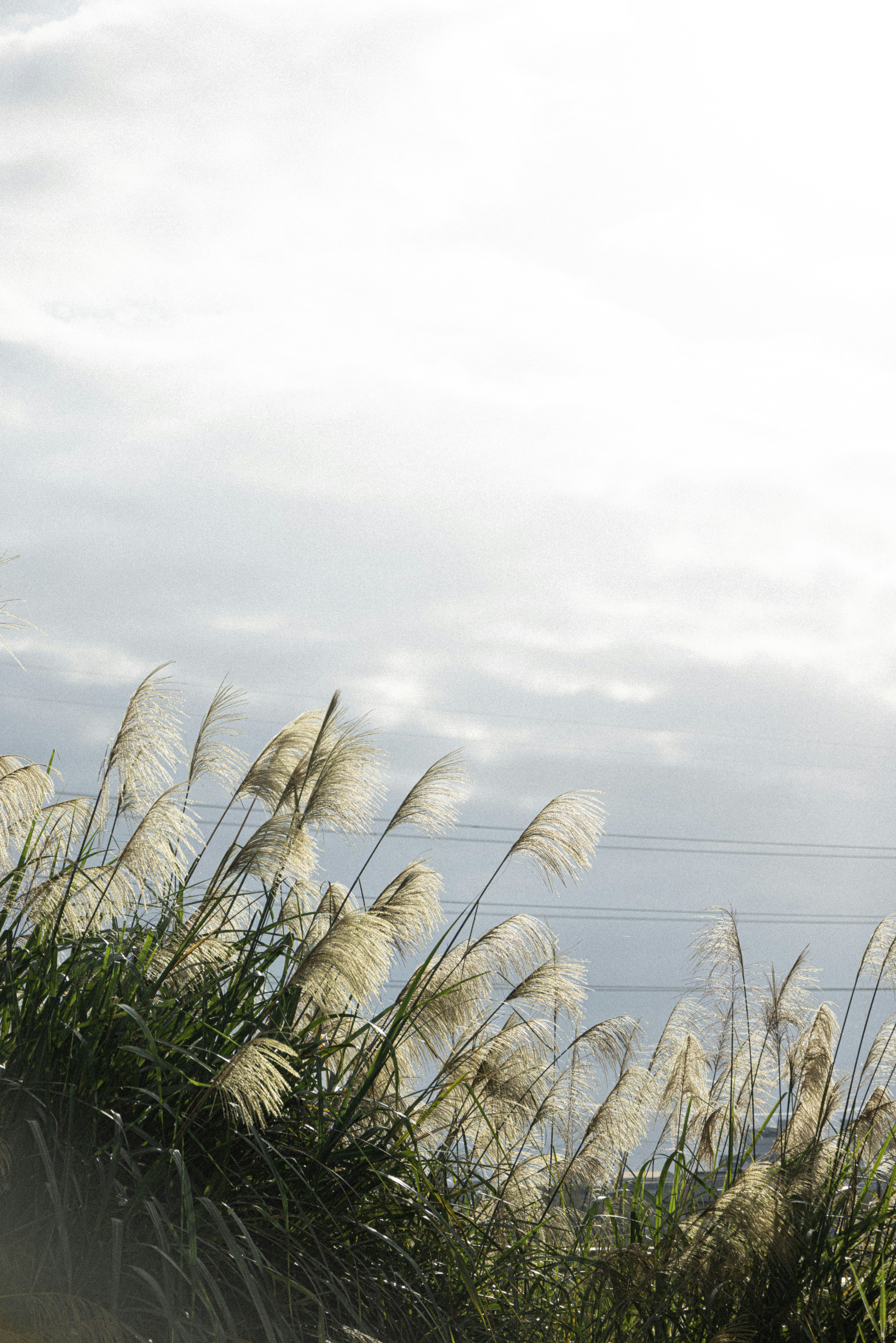 Fluent Grasses Under Wide Sky